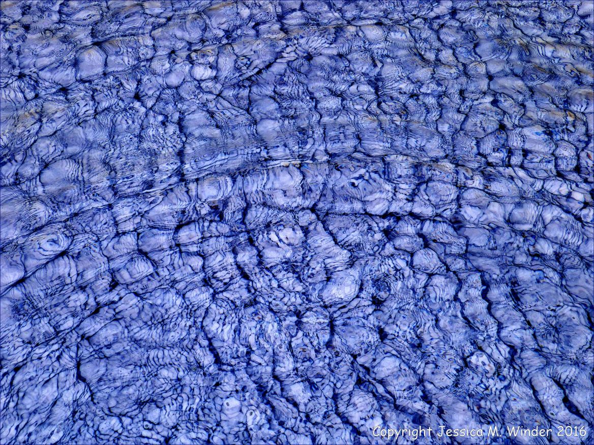 Studland Water Patterns – Jessica's Nature Blog