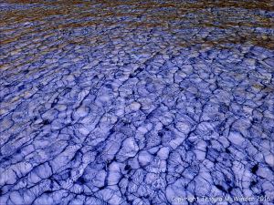 Studland Water Patterns – Jessica's Nature Blog