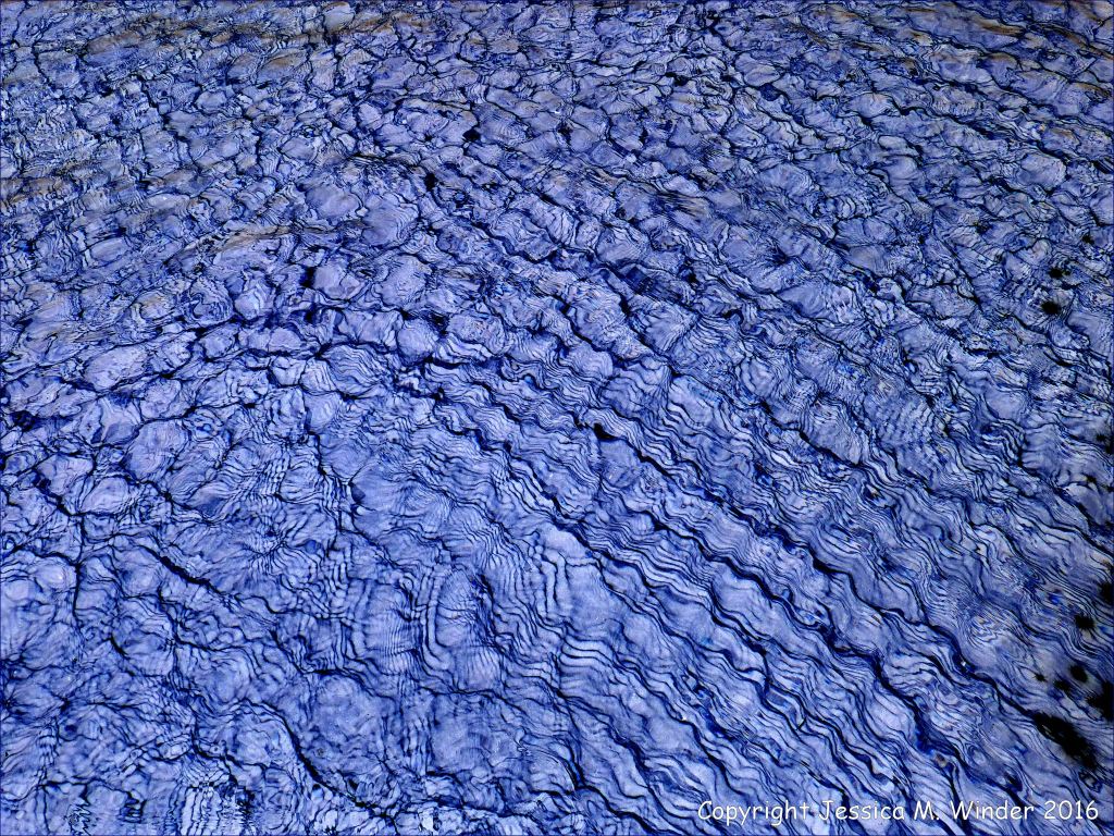 Studland Water Patterns – Jessica's Nature Blog