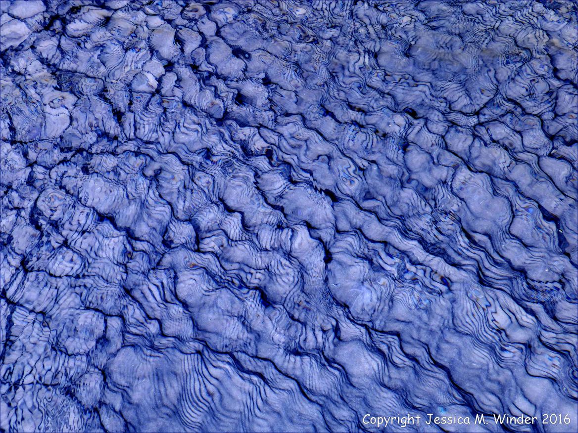 Studland Water Patterns – Jessica's Nature Blog