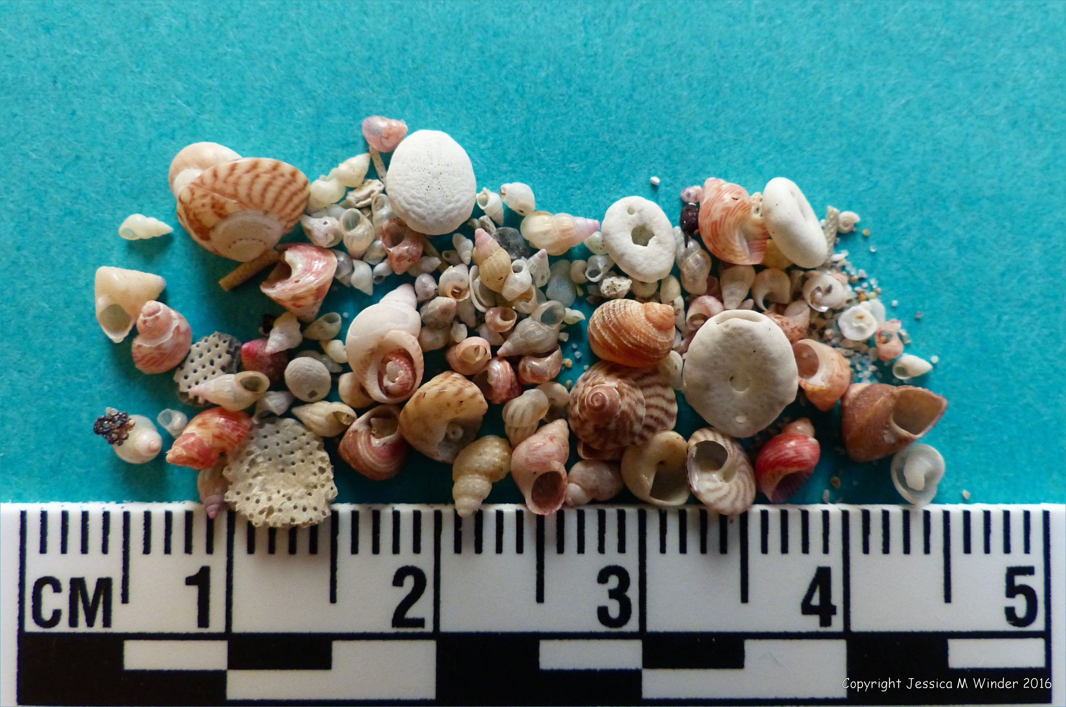 Shell Sand on Herm – Jessica's Nature Blog