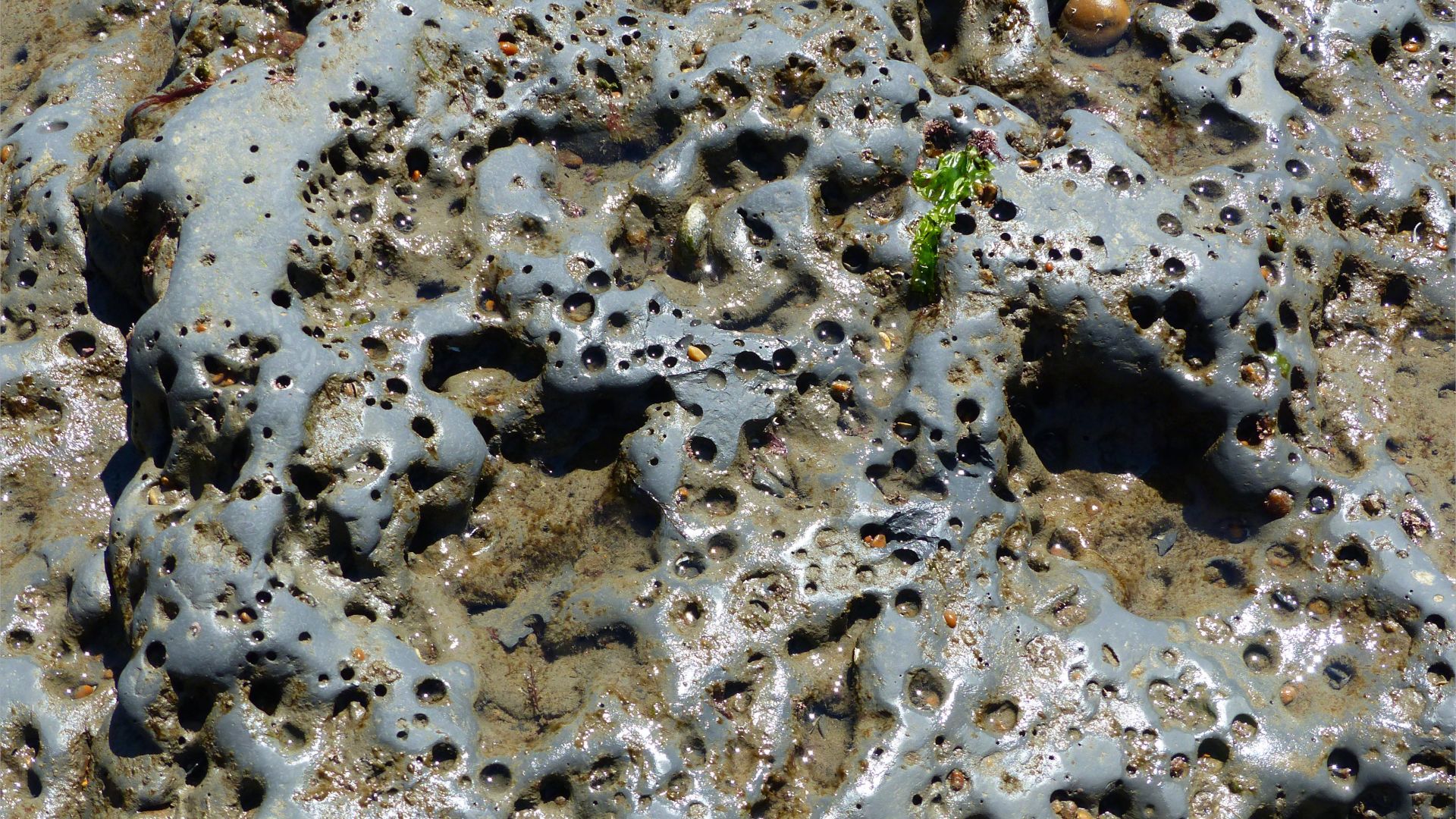 Seatown Rock with Piddock Holes – Jessica's Nature Blog