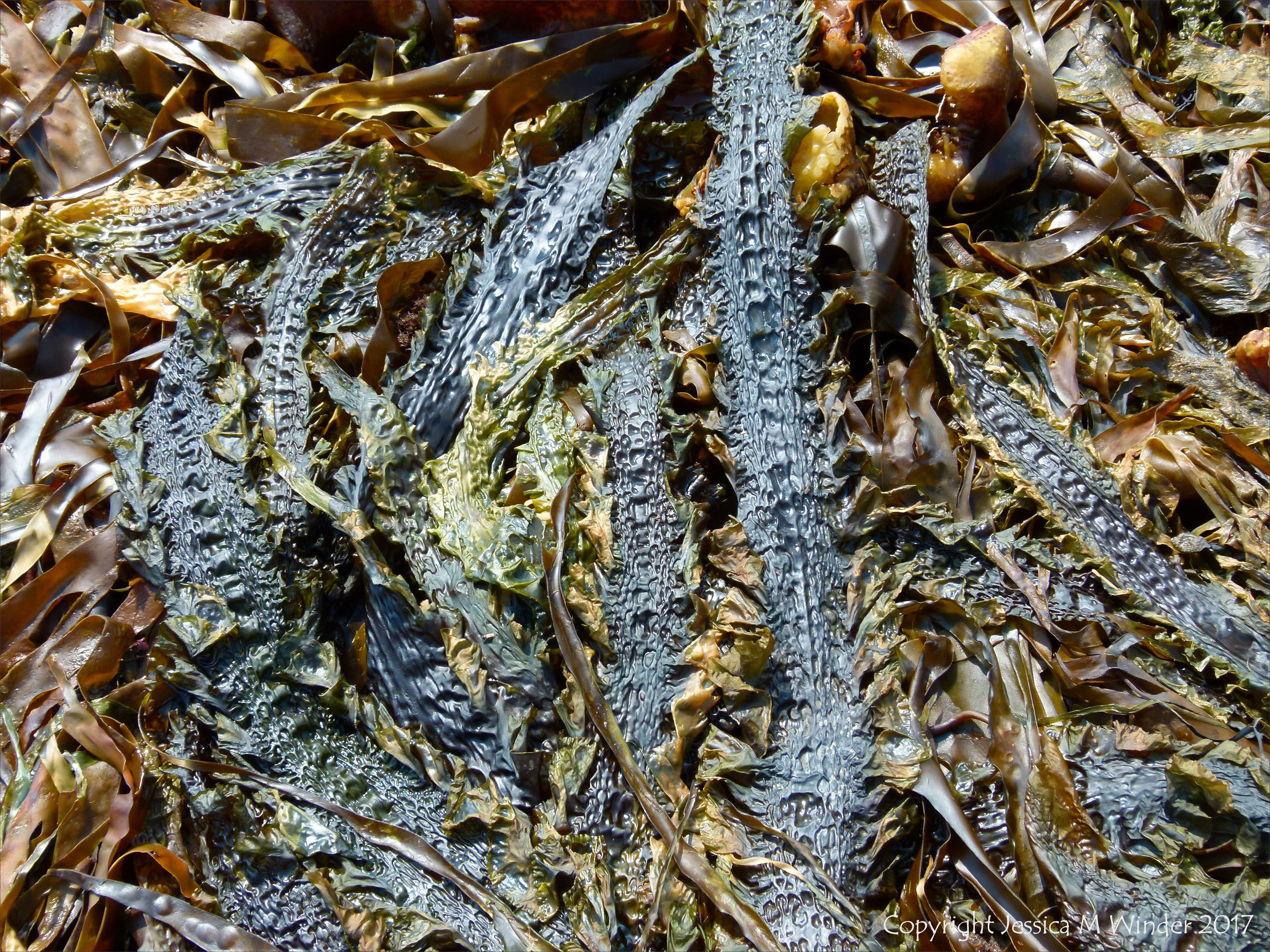 Seaweed Strands with Crinkled Kelp – Jessica's Nature Blog