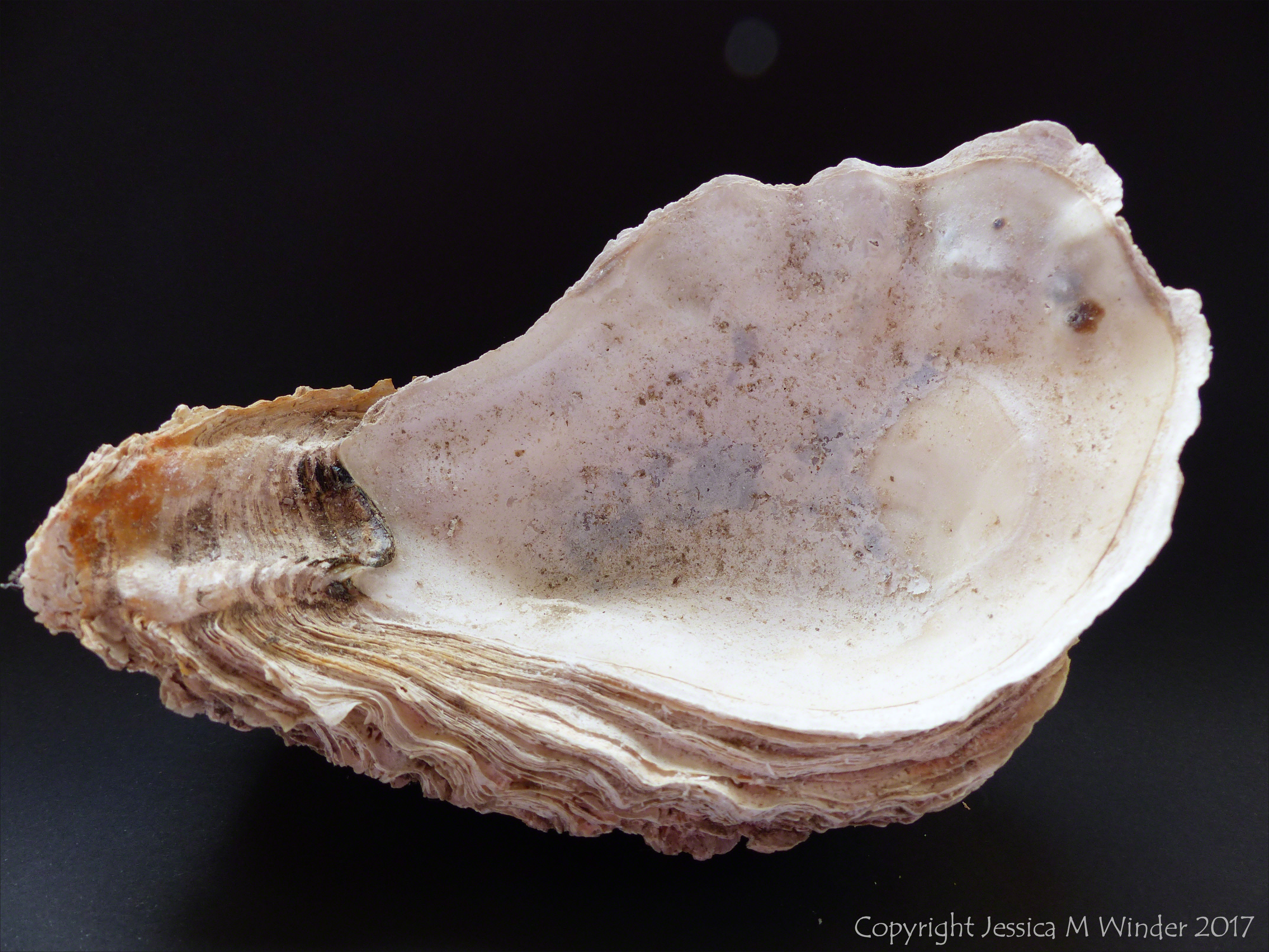 Crassostrea and TBT – a very thick shell – Jessica's Nature Blog