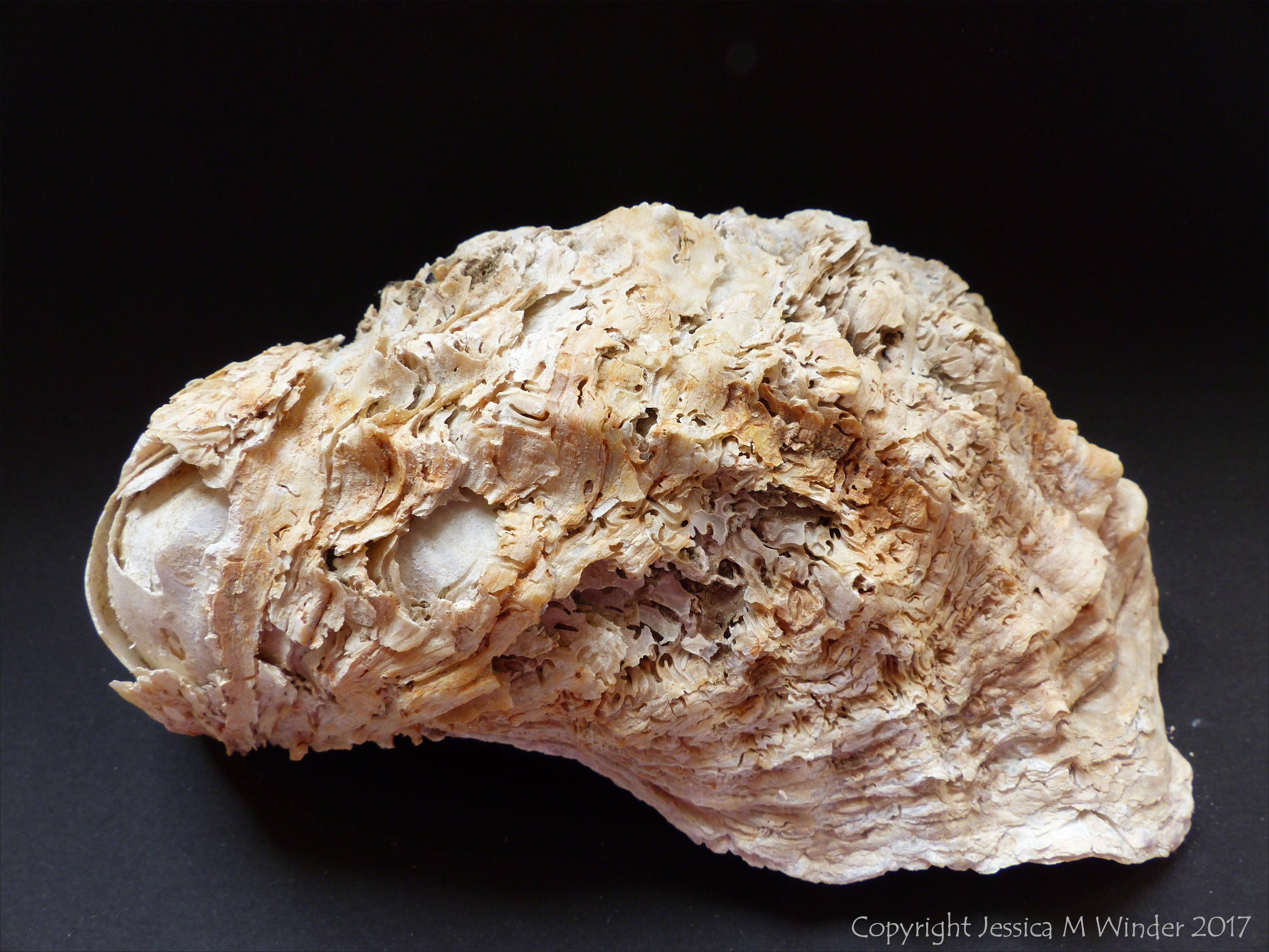 Crassostrea and TBT – a very thick shell – Jessica's Nature Blog