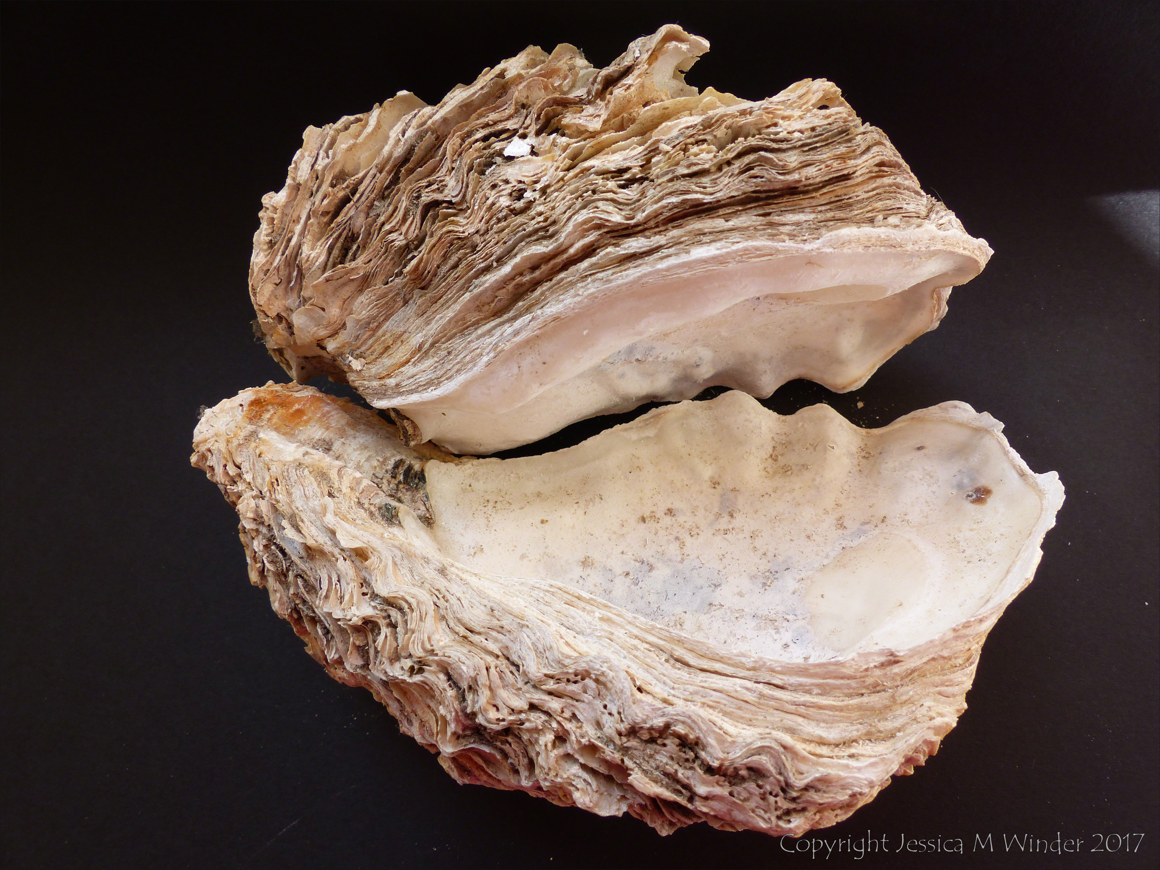 Crassostrea and TBT – a very thick shell – Jessica's Nature Blog