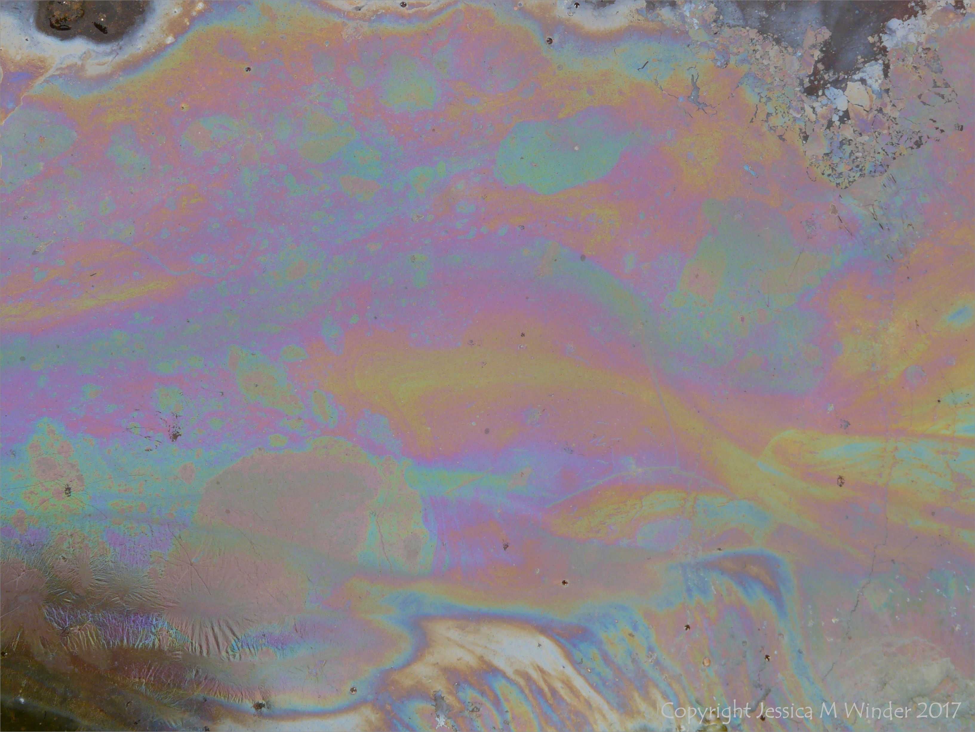 Iridescent Bacterial Films on Water – Jessica's Nature Blog