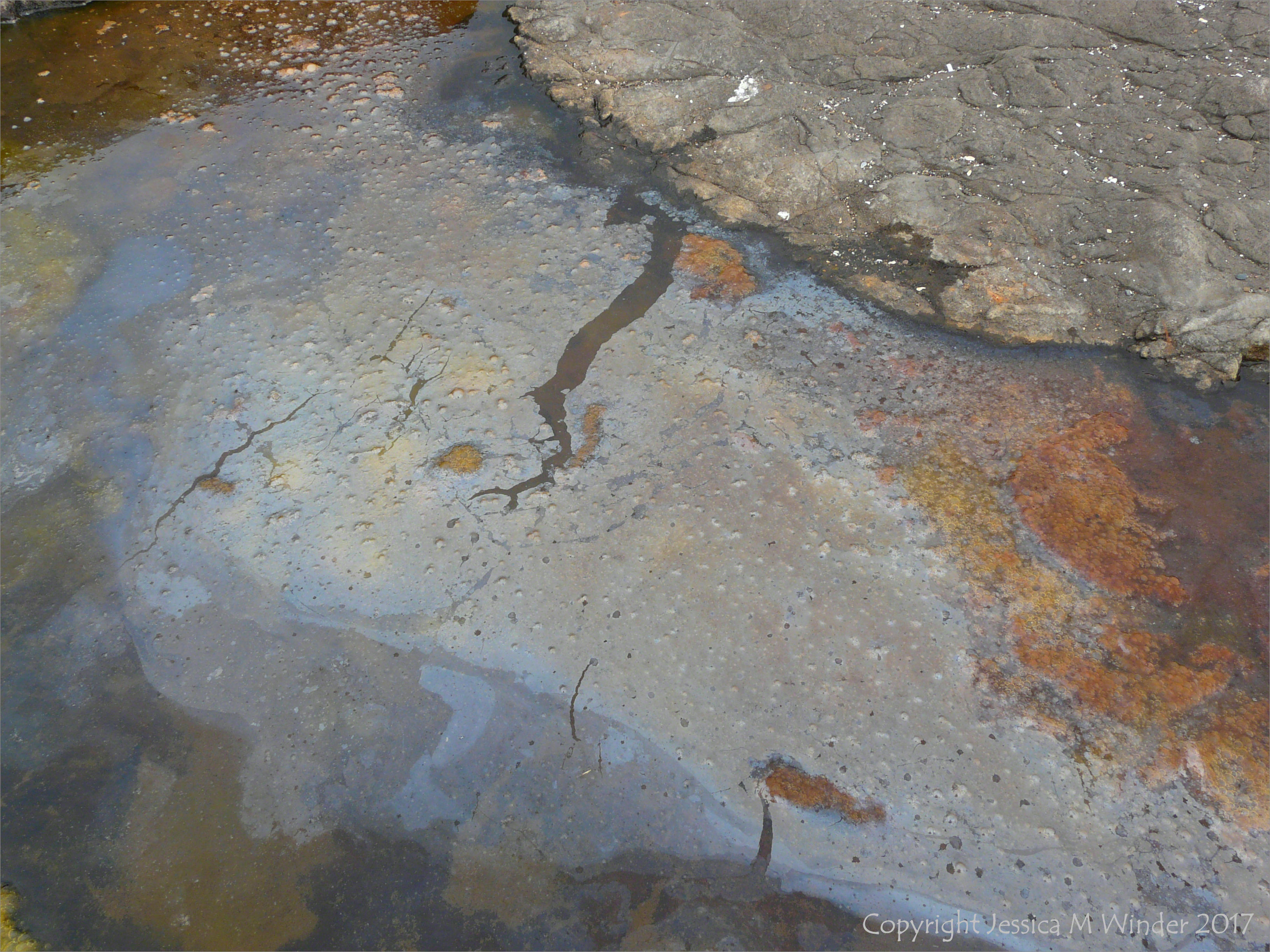 Strange Stream at Yachats – Part 1 – Jessica's Nature Blog