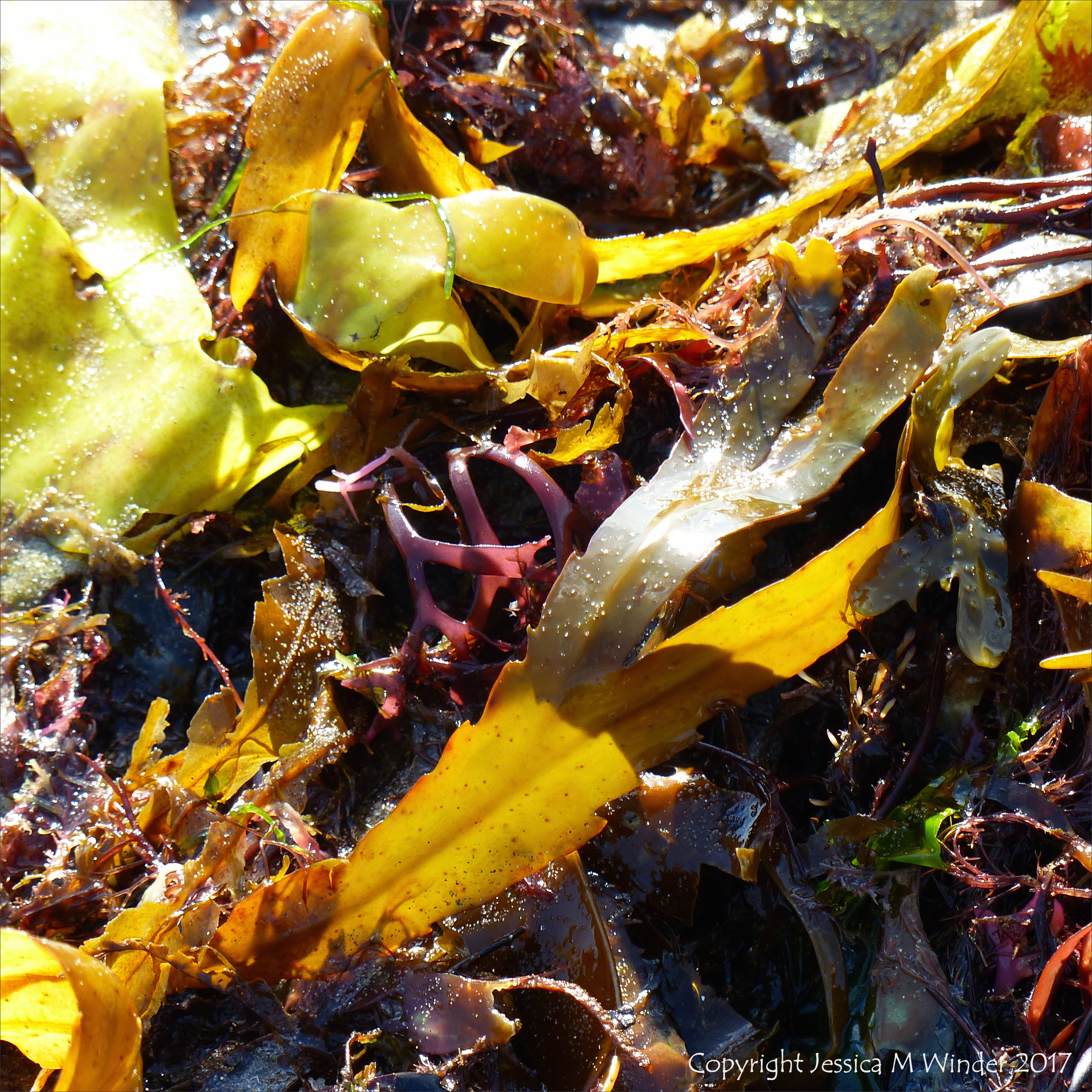 The Beach Below The Spittles – Jessica's Nature Blog