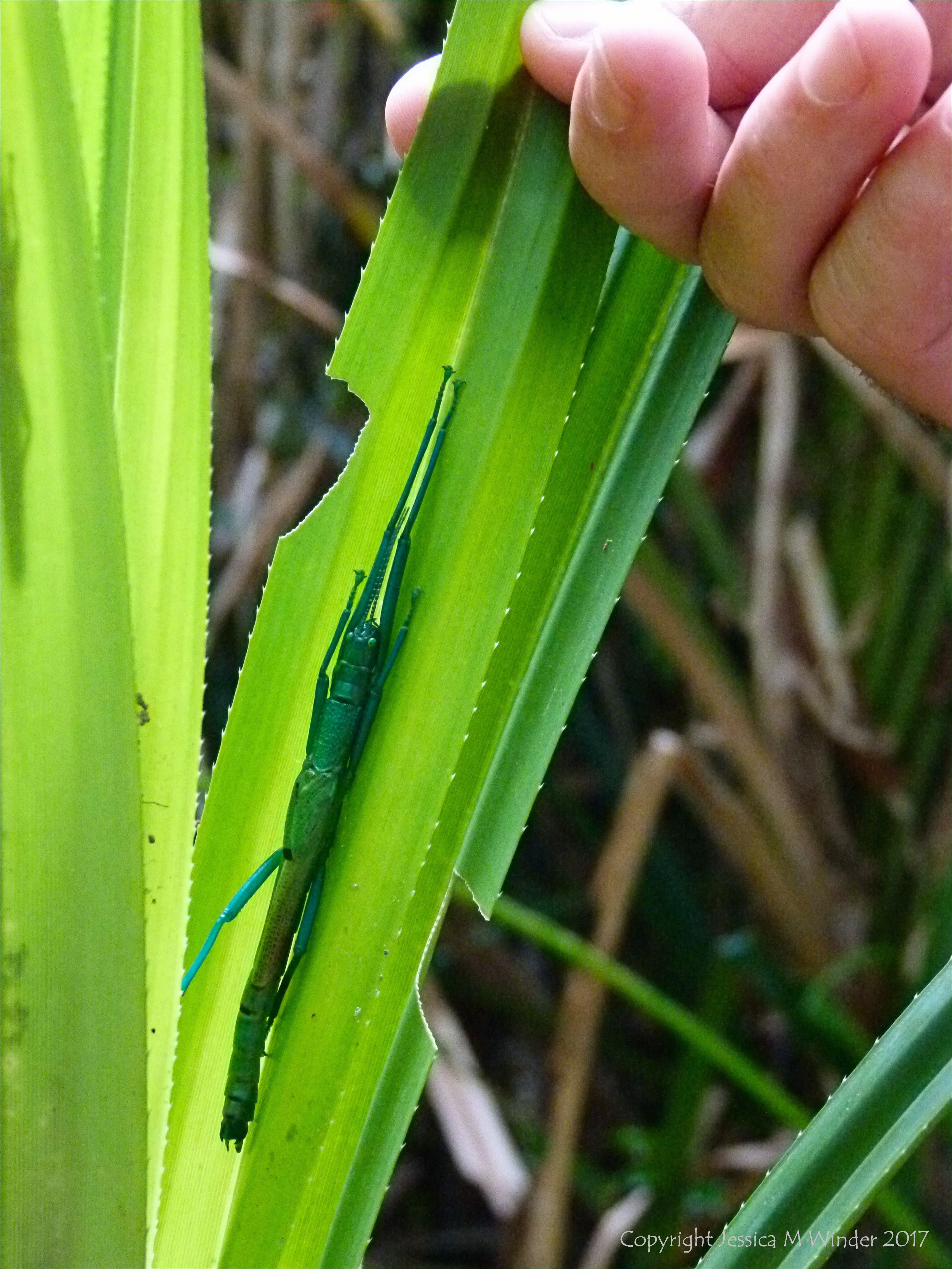 Peppermint Stick Insects – Jessica's Nature Blog