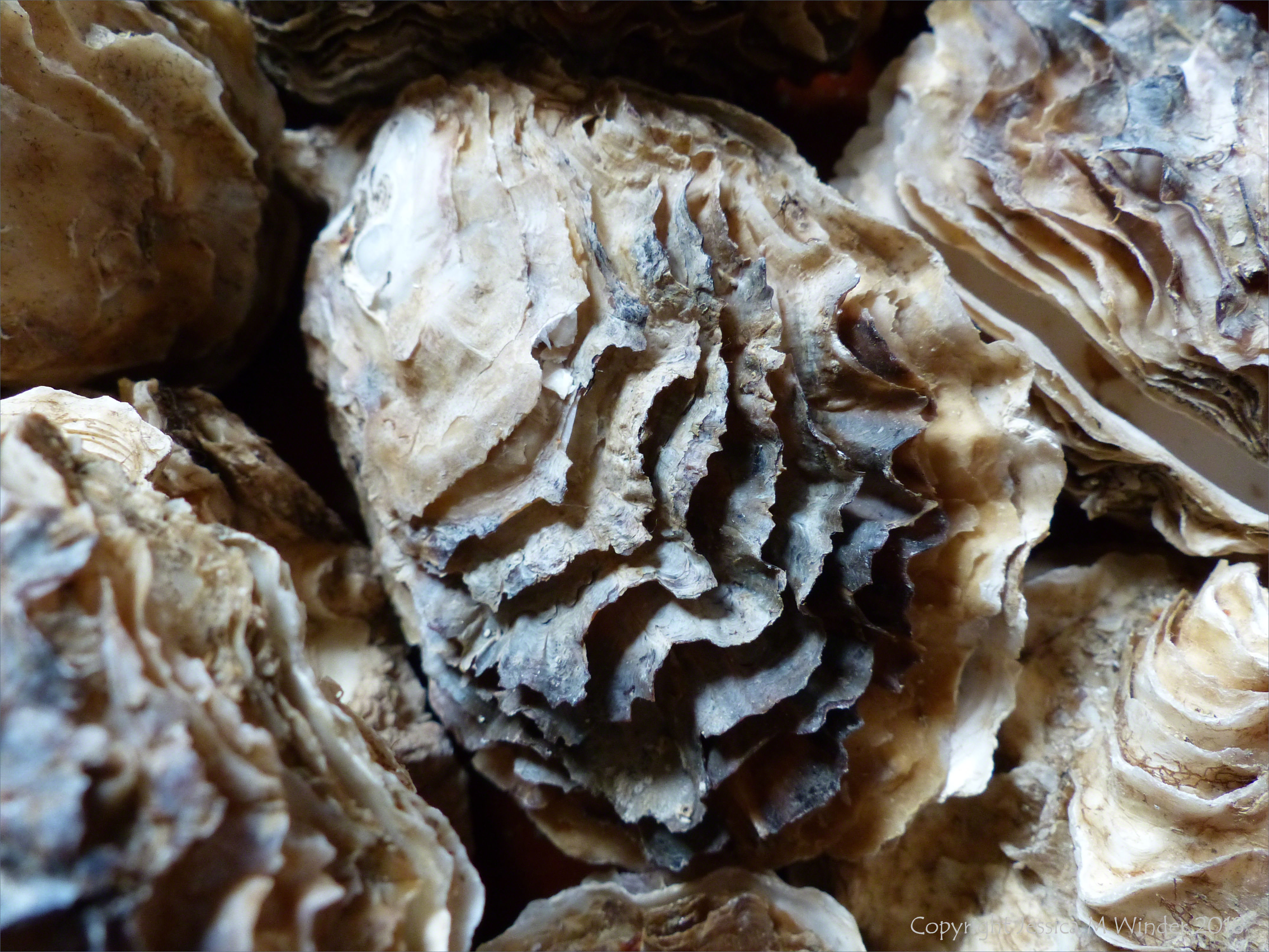 Pacific Oyster Shells – Jessica's Nature Blog