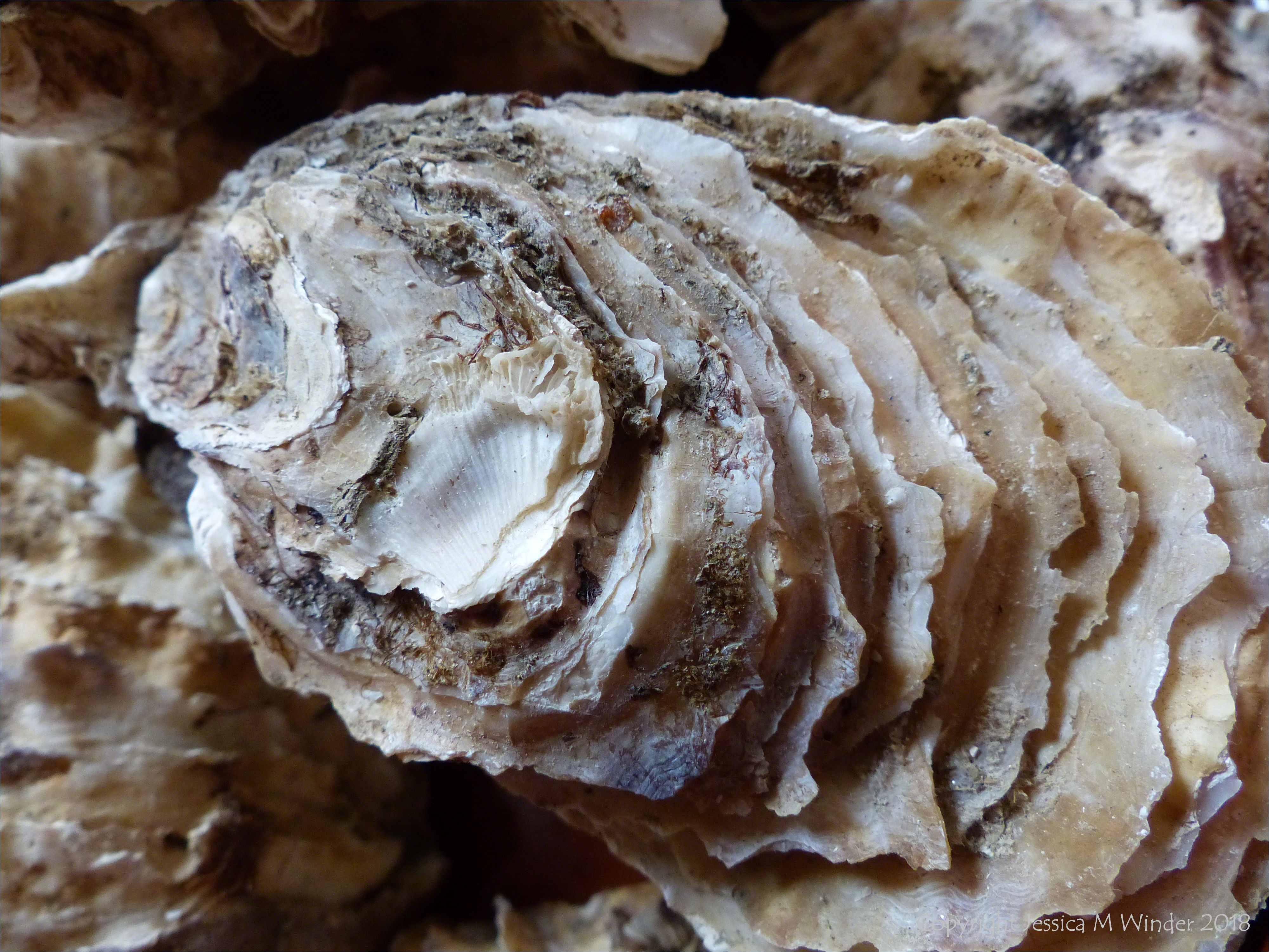 Pacific Oyster Shells – Jessica's Nature Blog