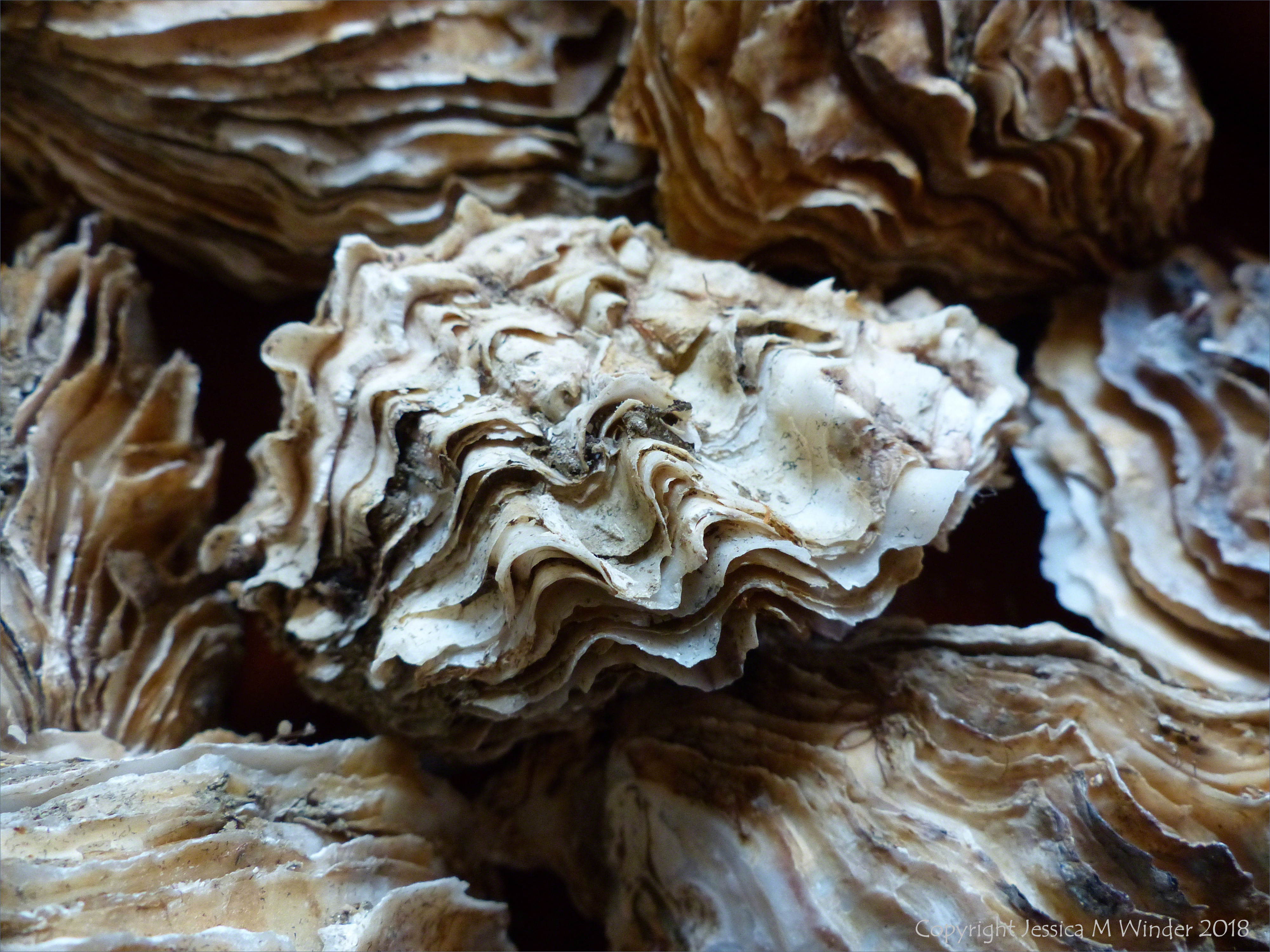 Pacific Oyster Shells – Jessica's Nature Blog