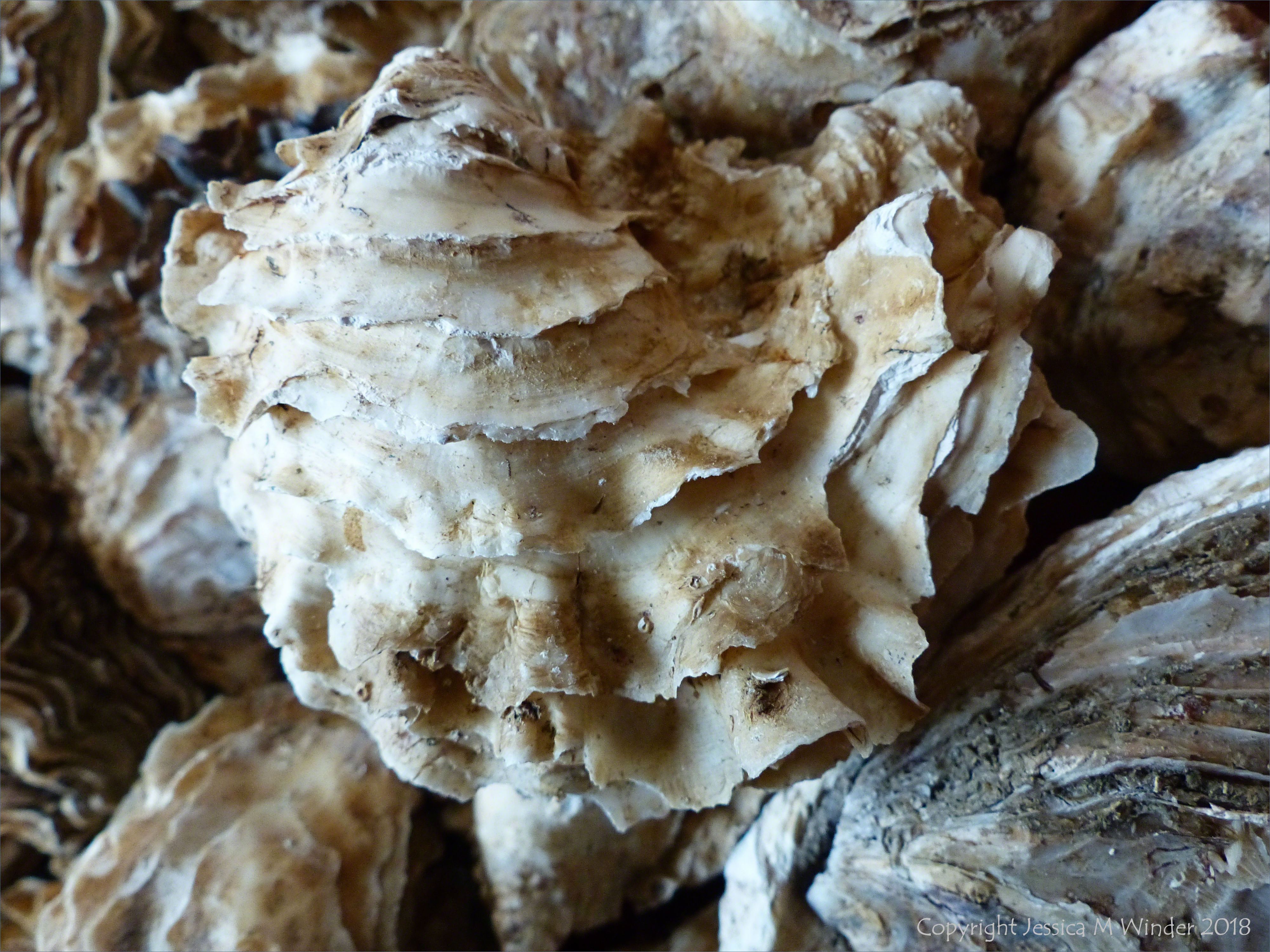 Pacific Oyster Shells – Jessica's Nature Blog