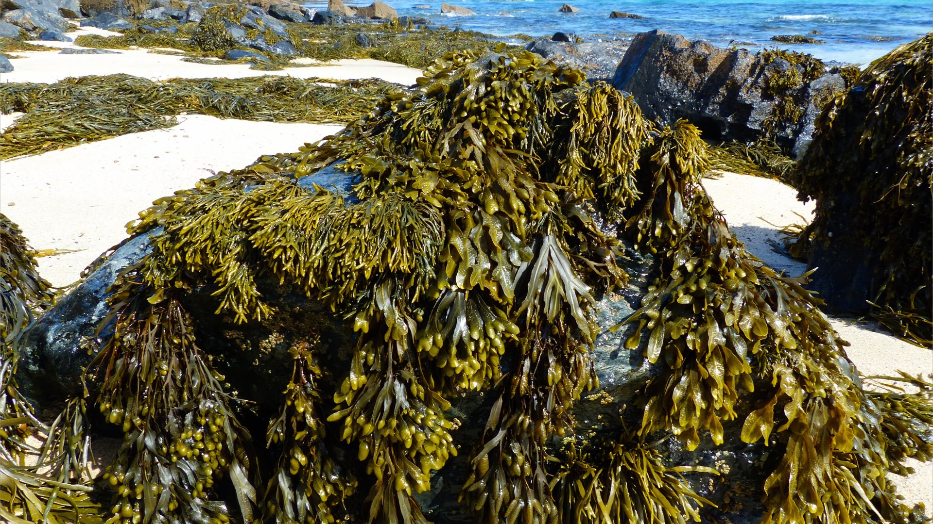 Seaweed at Porthmeor – Jessica's Nature Blog