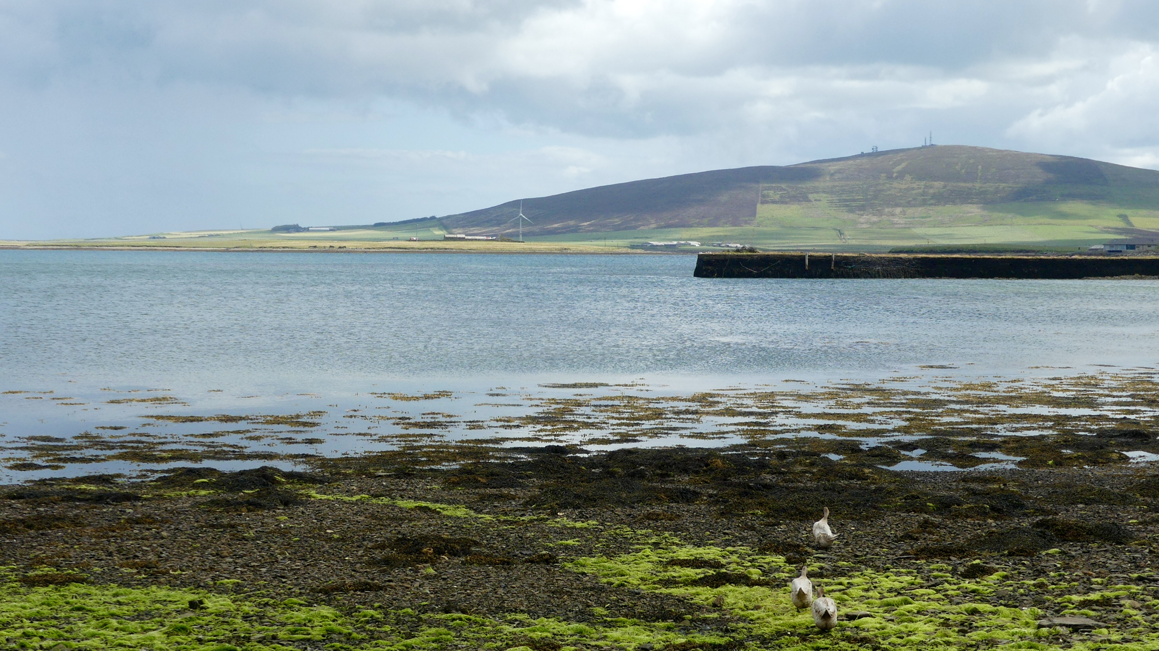 Orkney Shores – Finstown 3 – Jessica's Nature Blog