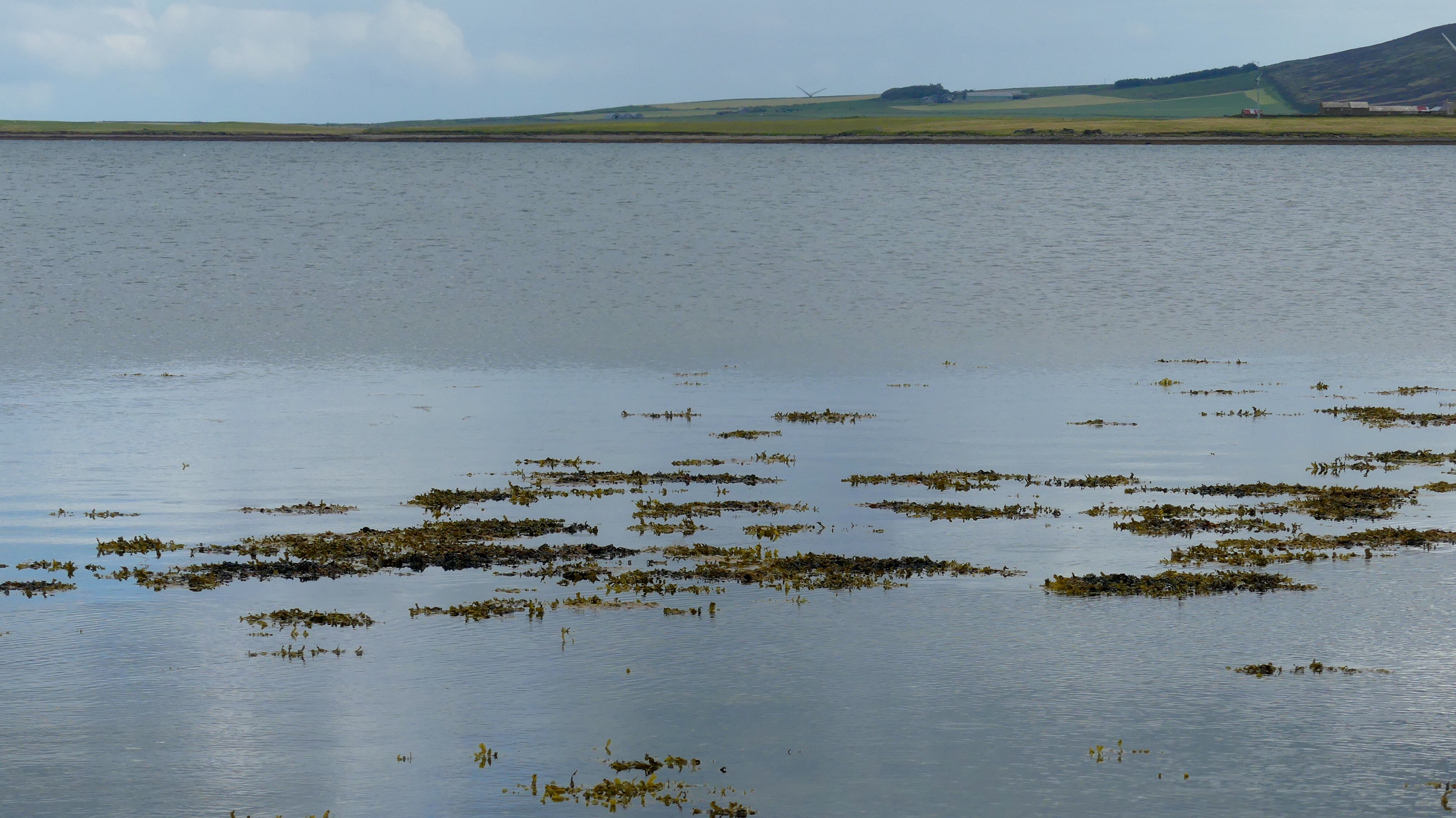 Orkney Shores – Finstown – Jessica's Nature Blog
