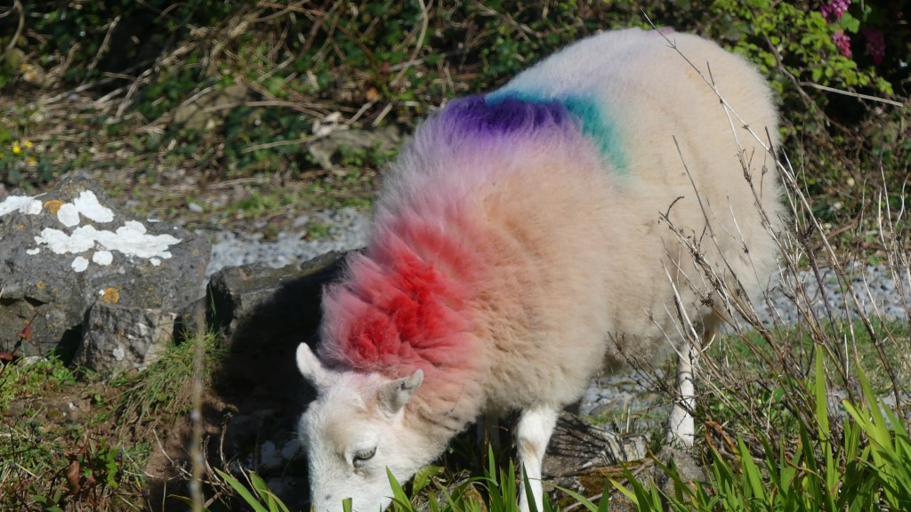 Colourful Sheep – Jessica's Nature Blog