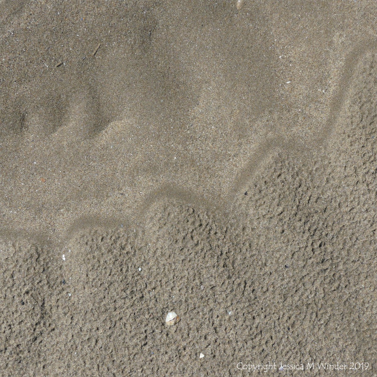Sand Studies (BH08.18) – Jessica's Nature Blog