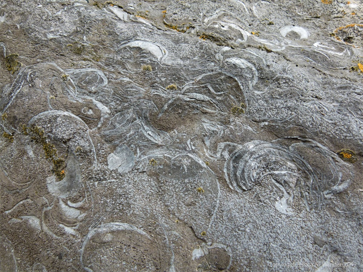 Fossils In Limestone at Broughton – Jessica's Nature Blog