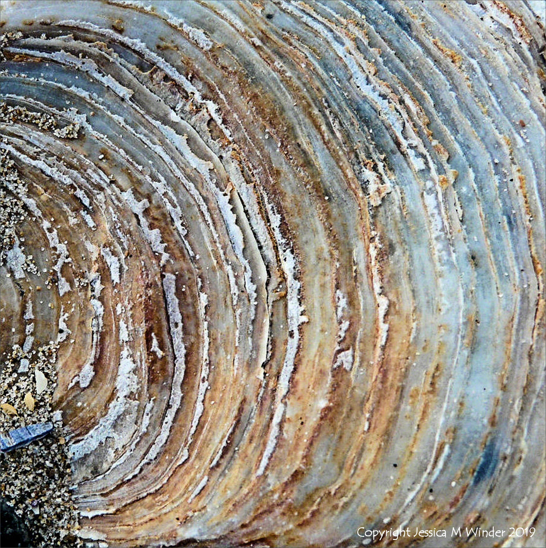 P1190444bOysterGrowthLines – Jessica's Nature Blog