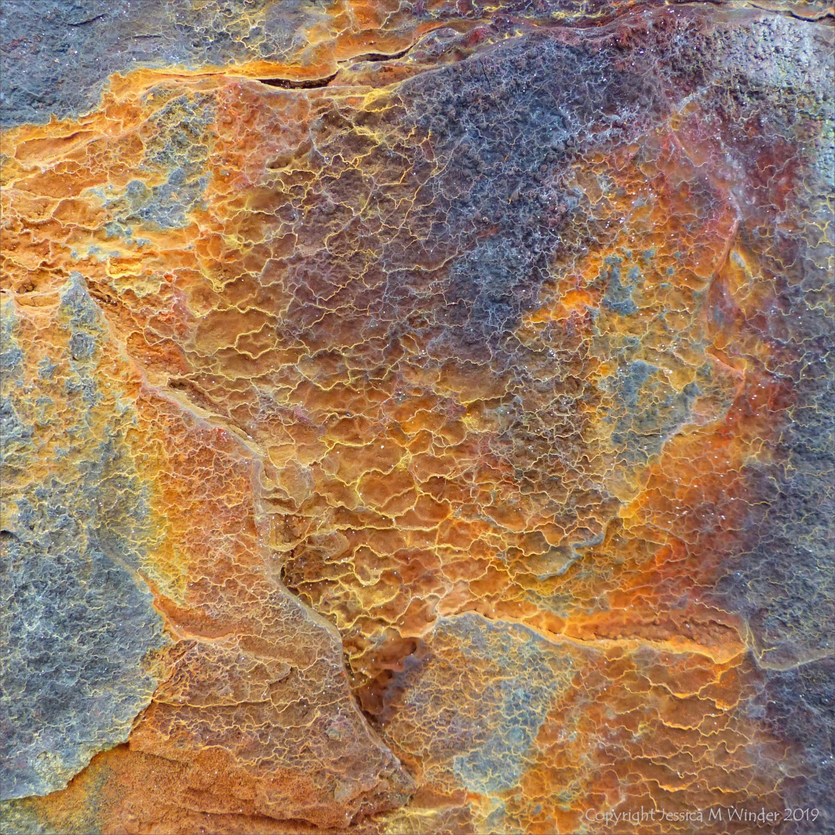Colourful Rust 1 (WB) – Jessica's Nature Blog