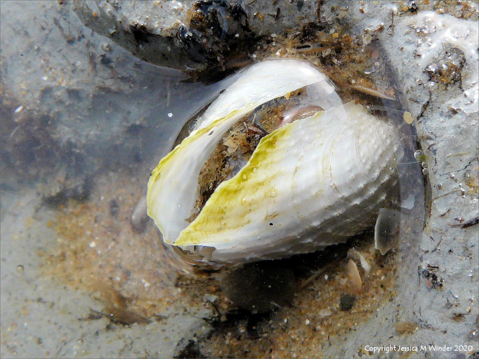 Piddock holes & shells in clay – Jessica's Nature Blog