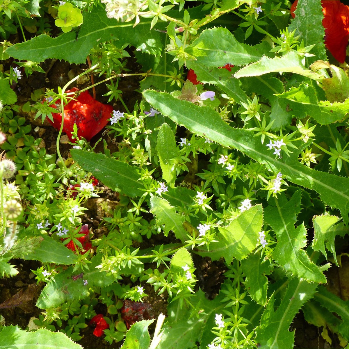 ARABLE WEEDS – Jessica's Nature Blog