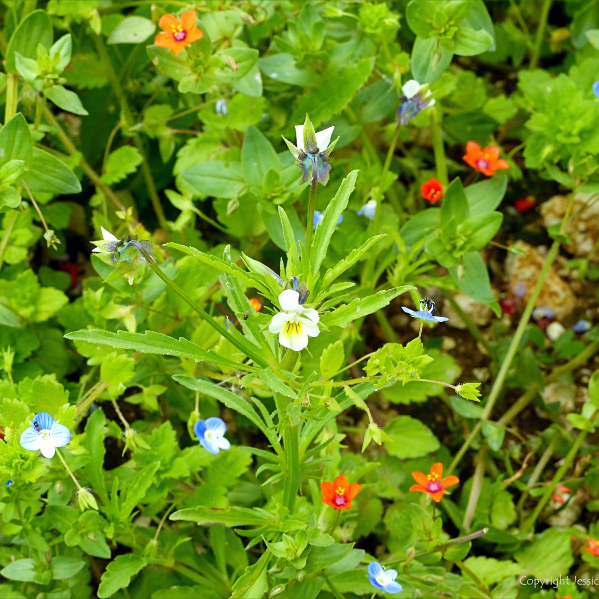 ARABLE WEEDS – Jessica's Nature Blog