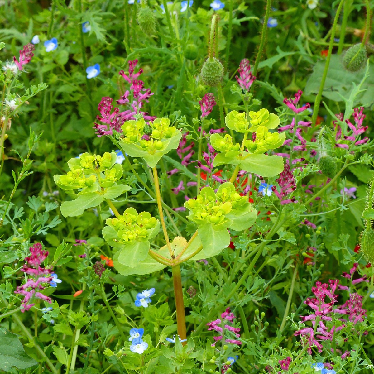 ARABLE WEEDS – Jessica's Nature Blog