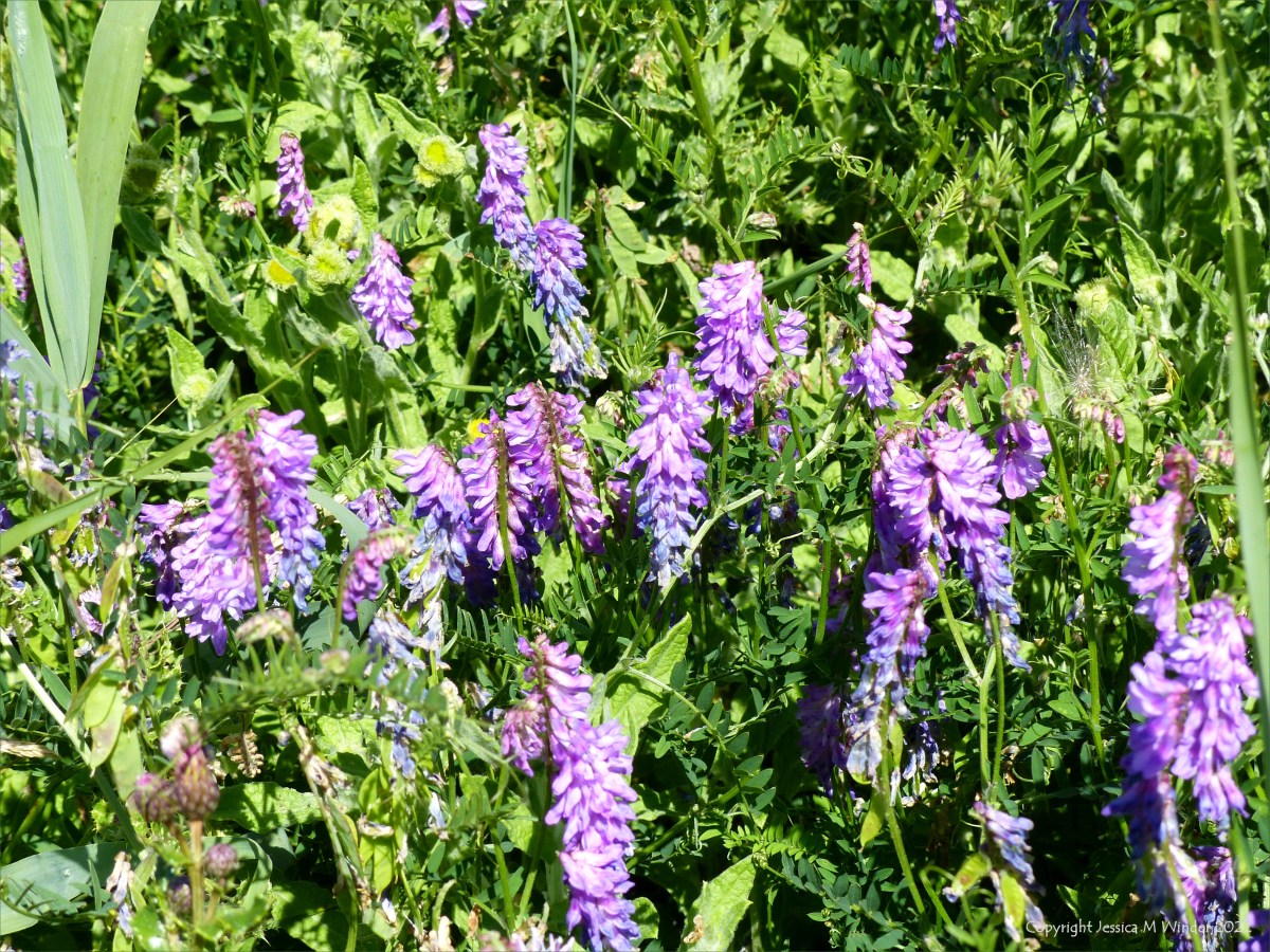 Tufted Vetch at Newport Wetlands – Jessica's Nature Blog