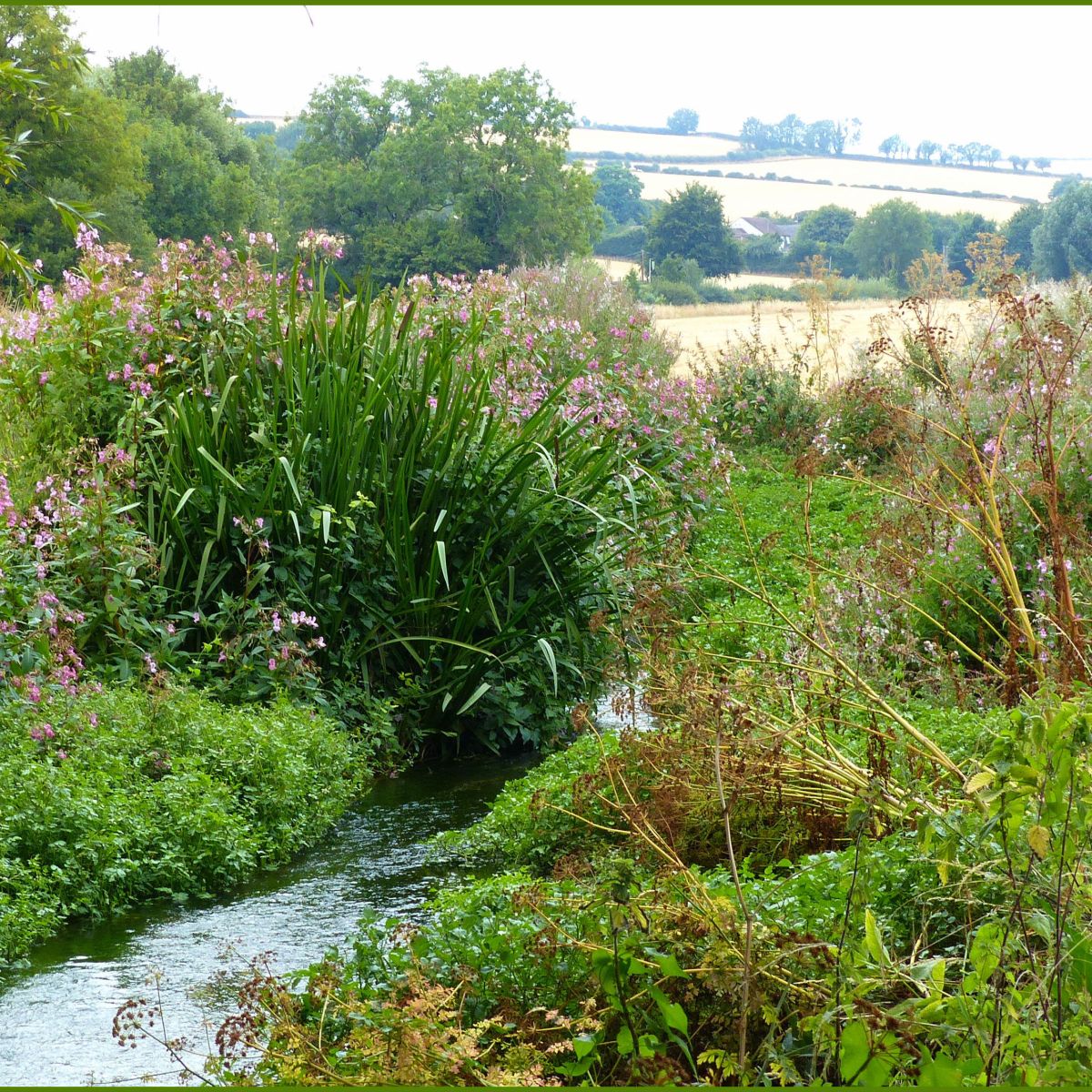 RIVERBANKS – Jessica's Nature Blog