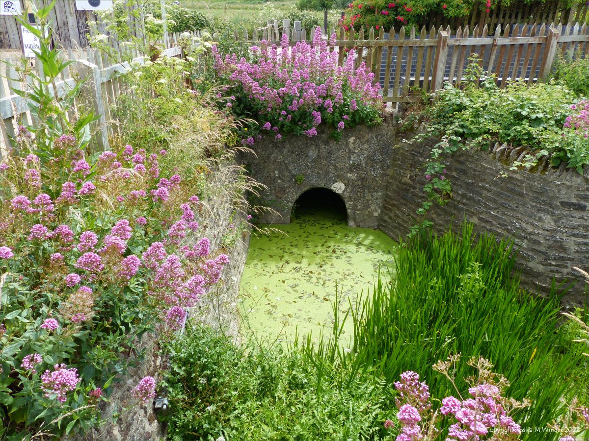 Culvert Flowers – Jessica's Nature Blog