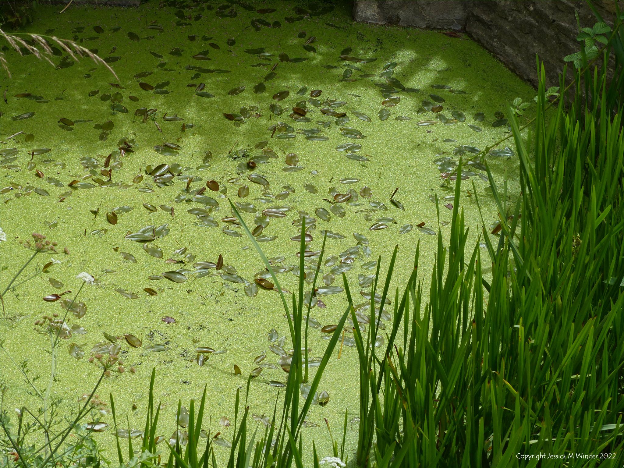 Culvert Flowers – Jessica's Nature Blog