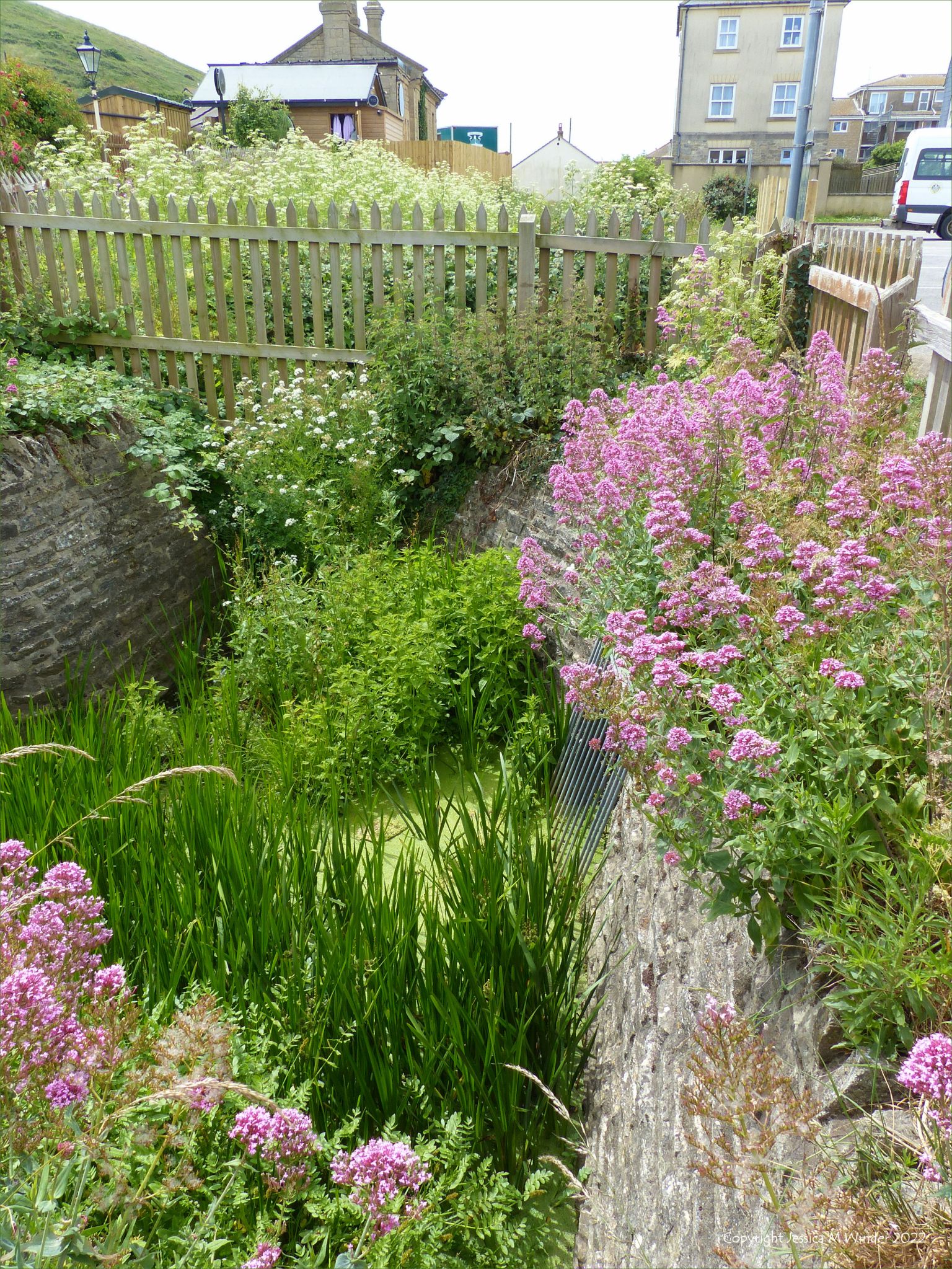 Culvert Flowers – Jessica's Nature Blog