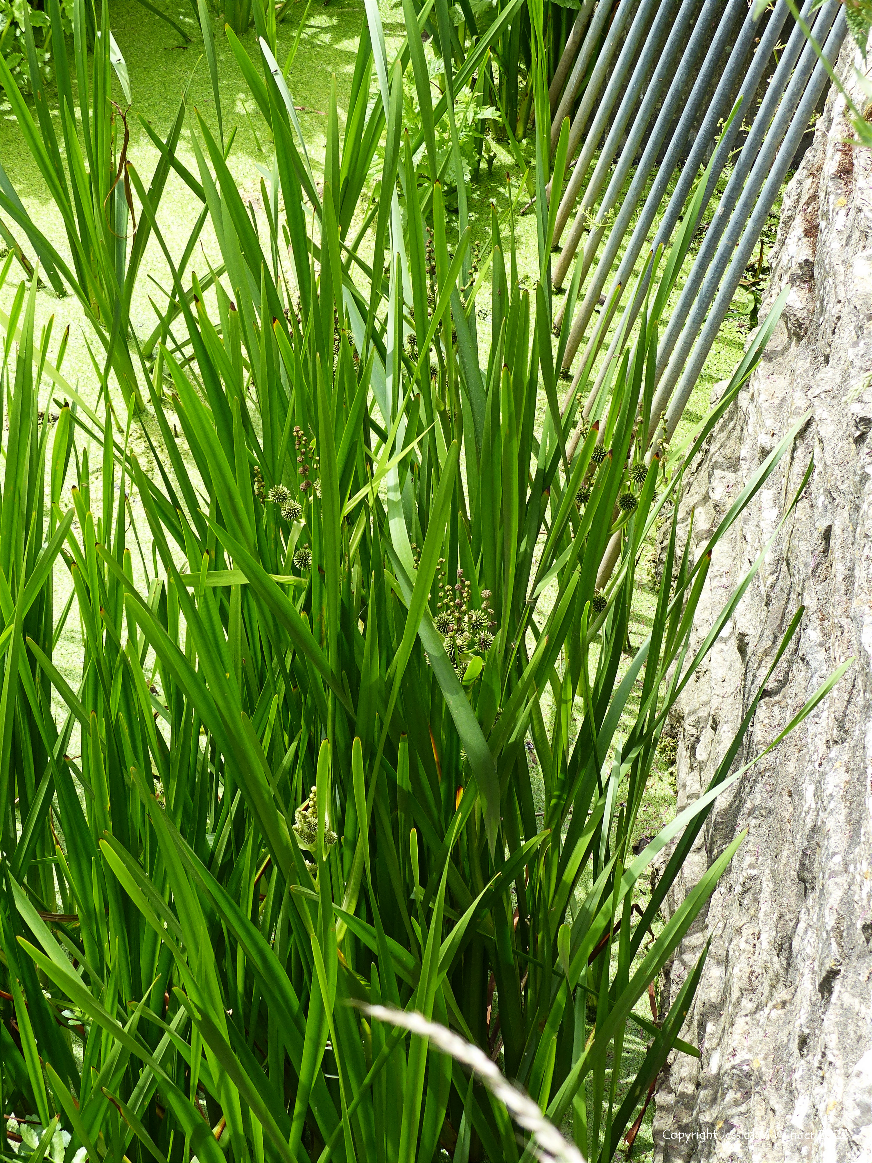 Culvert Flowers – Jessica's Nature Blog