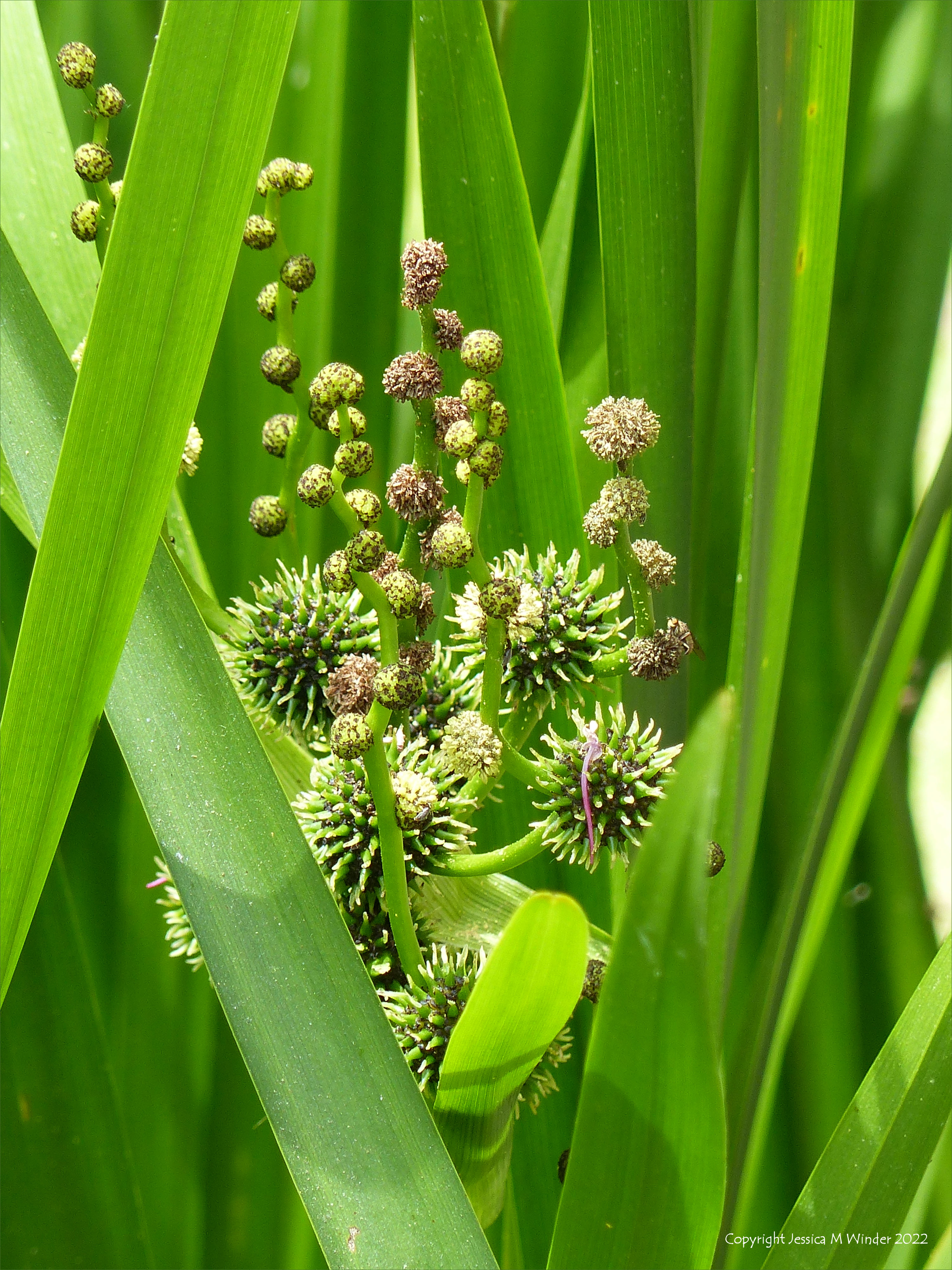 Culvert Flowers – Jessica's Nature Blog