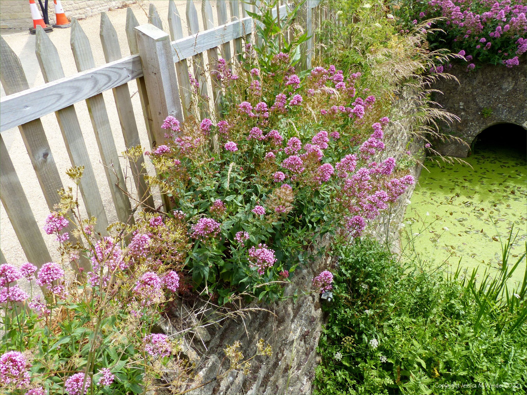 Culvert Flowers – Jessica's Nature Blog
