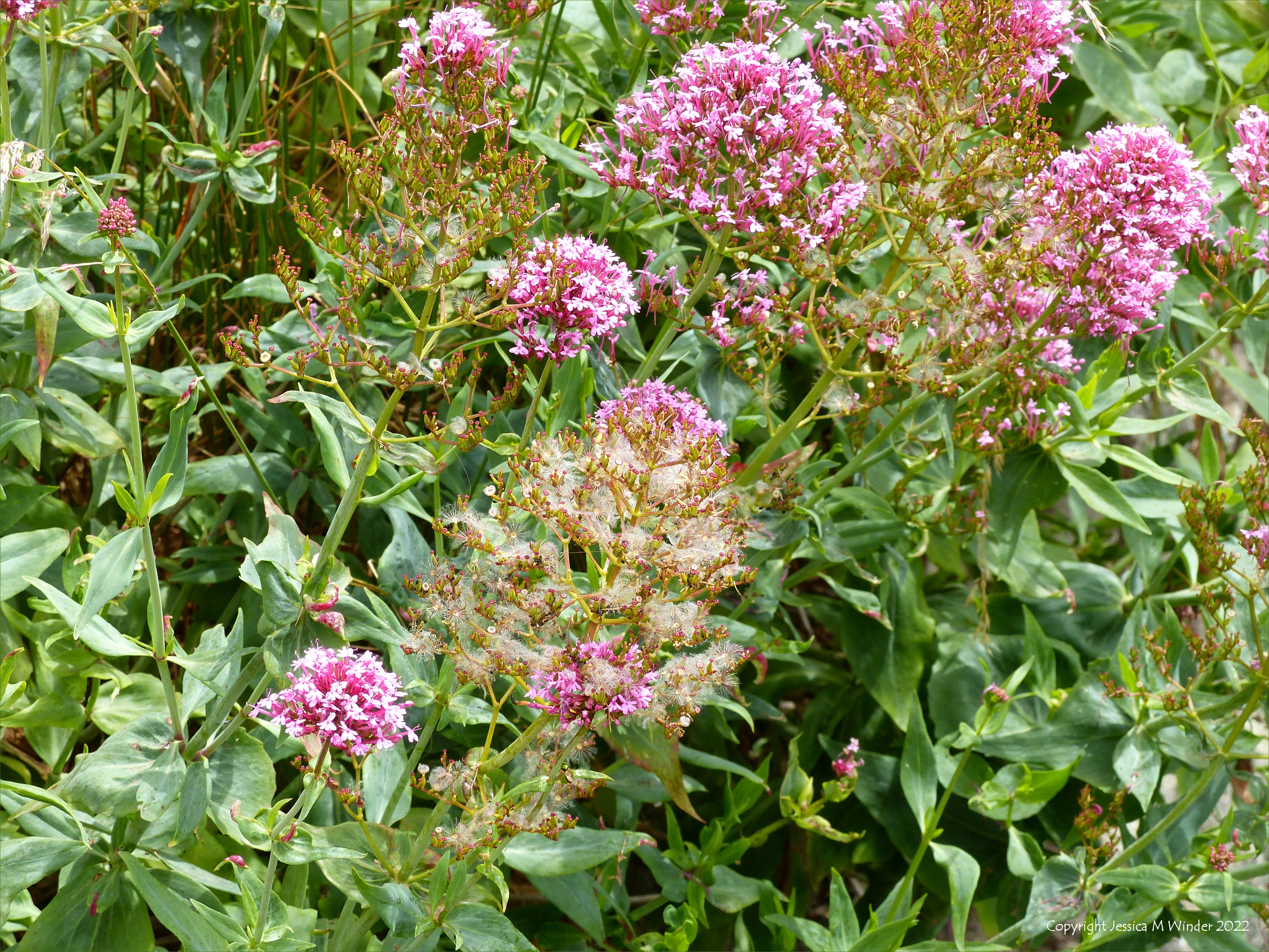 Culvert Flowers – Jessica's Nature Blog