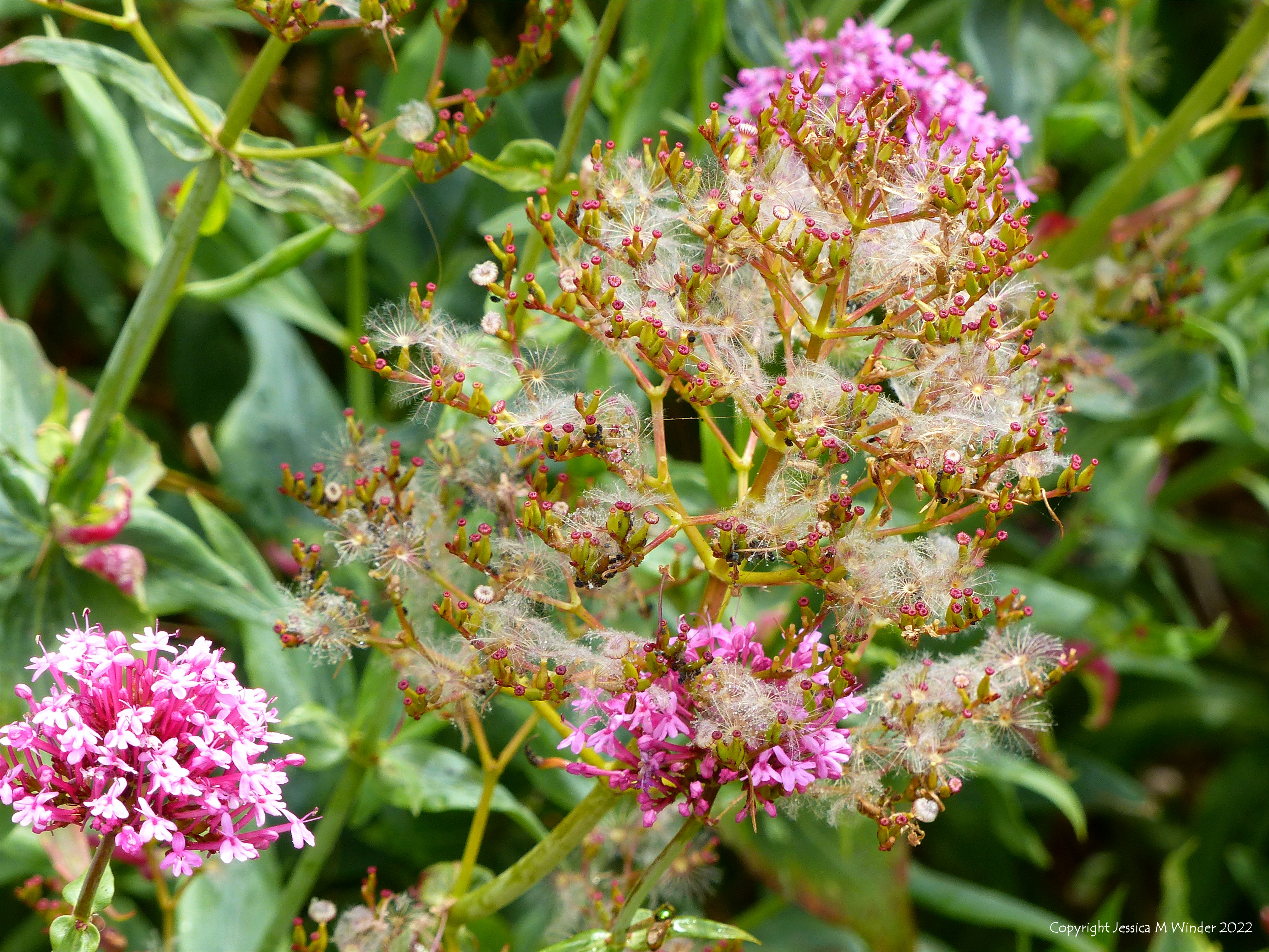Culvert Flowers – Jessica's Nature Blog