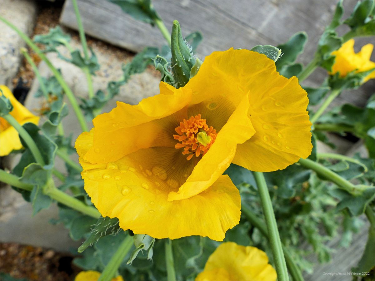Yellow Horned-Poppy at West Bay – Jessica's Nature Blog