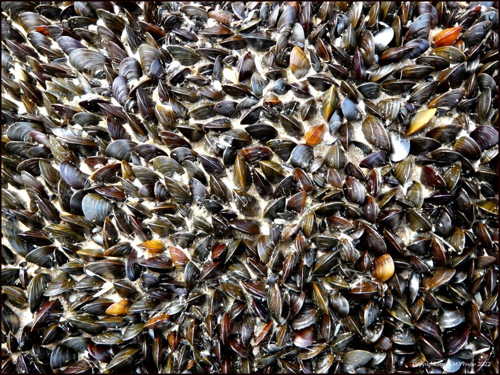 Seashell Textures Mussels 1-5 – Jessica's Nature Blog