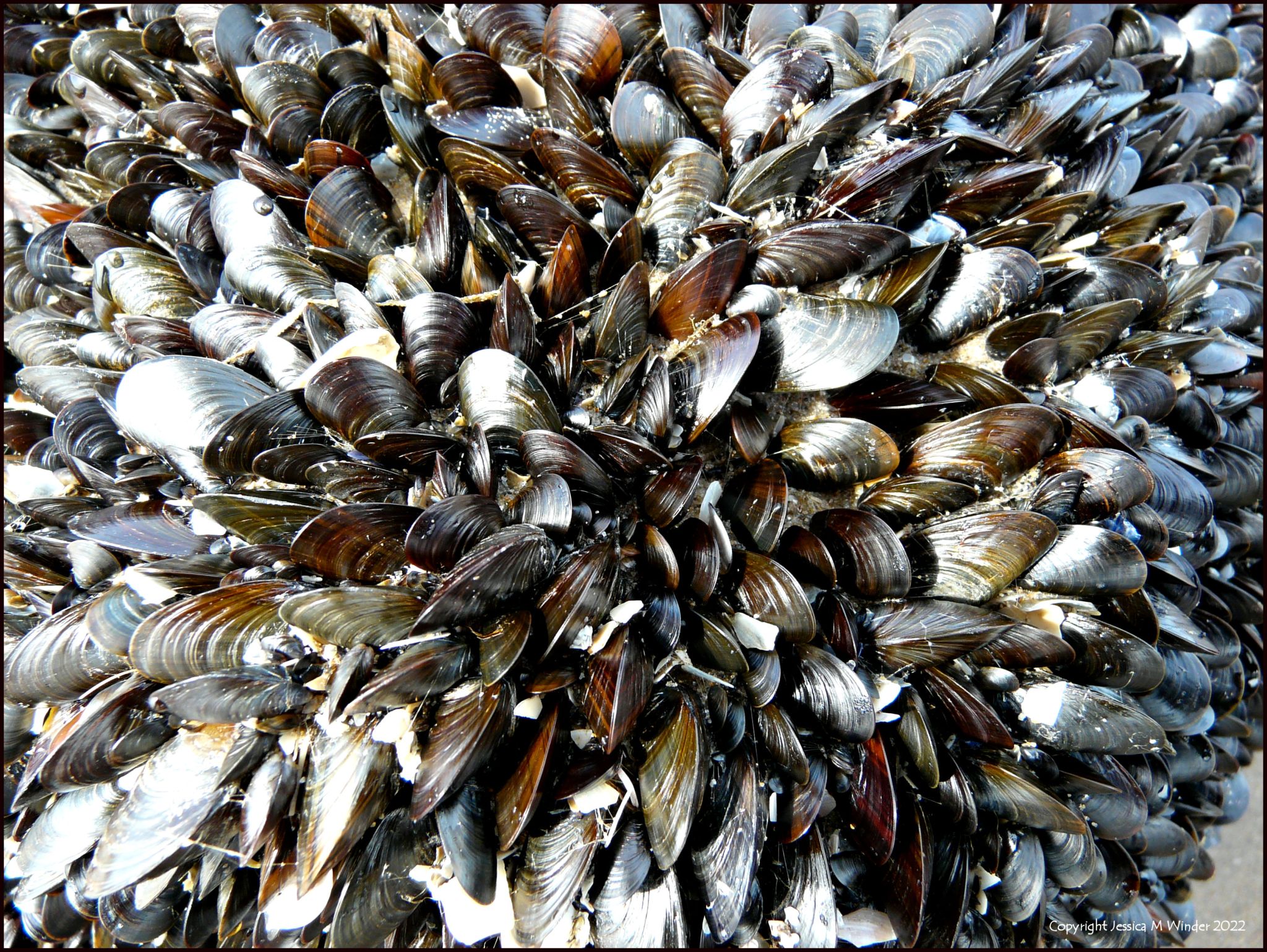 Seashell Textures Mussels 1-5 – Jessica's Nature Blog