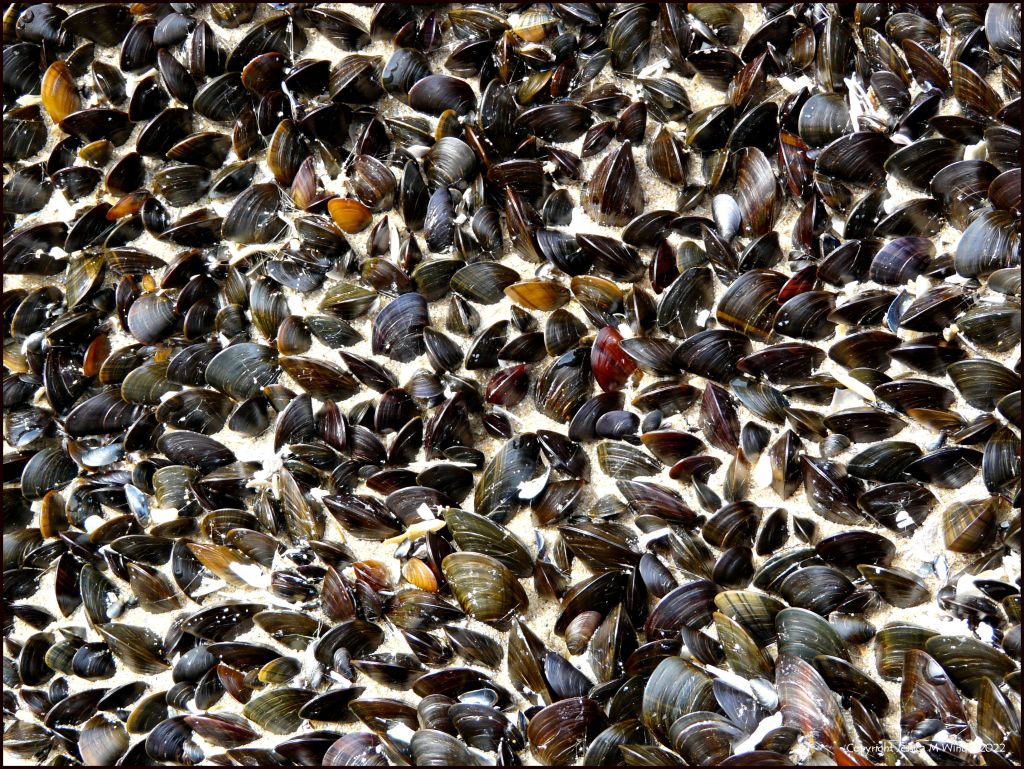 Seashell Textures Mussels 1-5 – Jessica's Nature Blog
