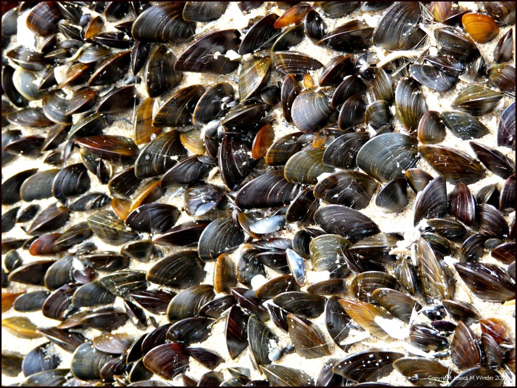 Seashell Textures Mussels 1-5 – Jessica's Nature Blog