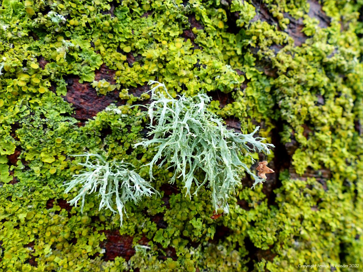 LichenTextures 1-4 – Jessica's Nature Blog