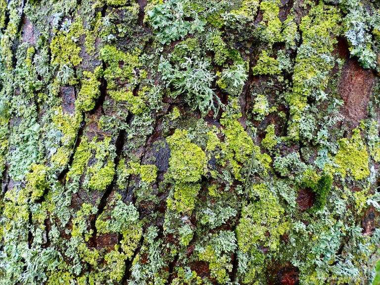 Lichen Textures 5-8 – Jessica's Nature Blog