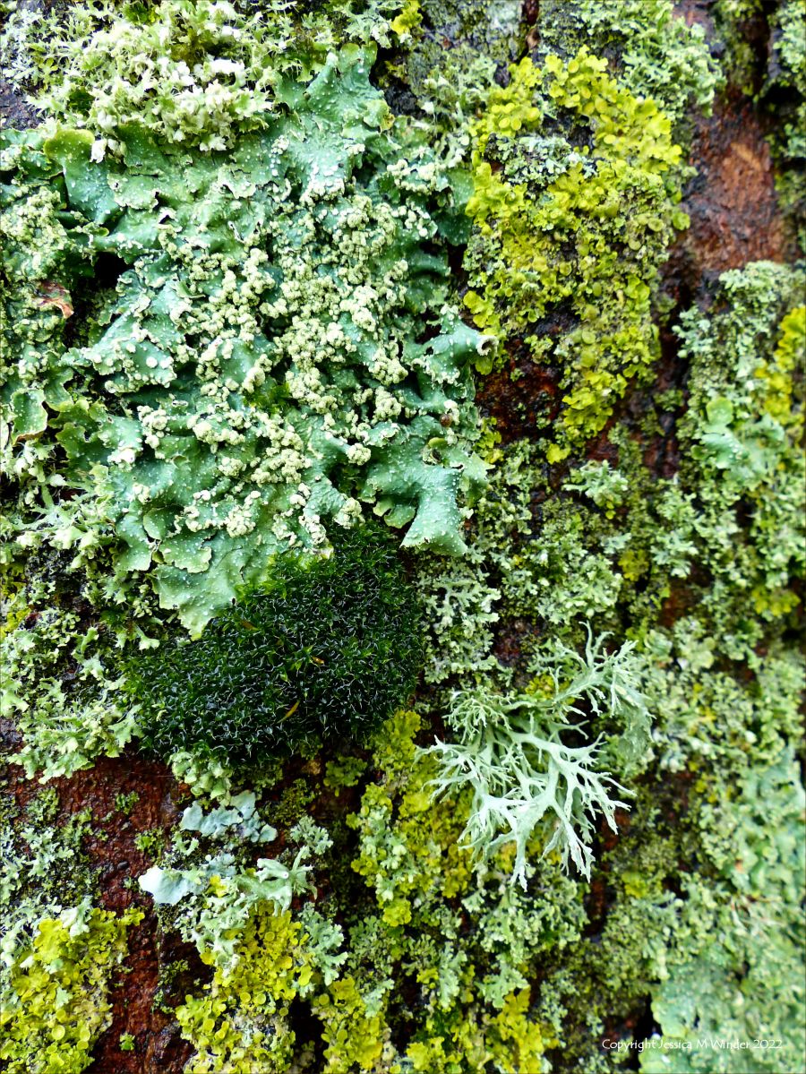 Lichen Textures 5-8 – Jessica's Nature Blog