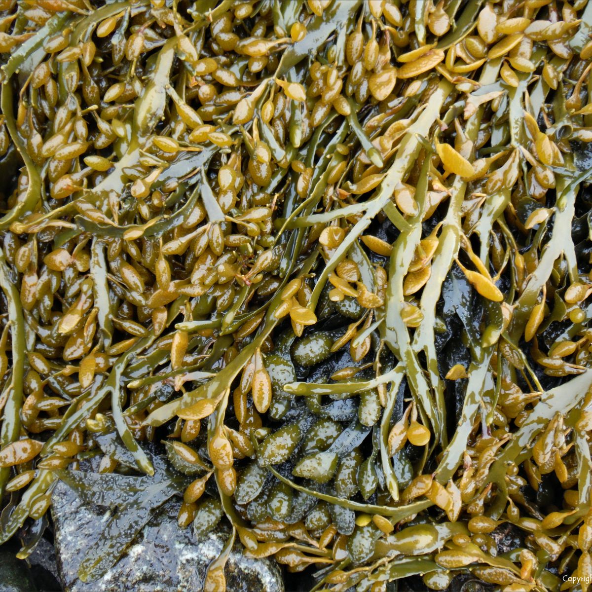seaweed textures – Jessica's Nature Blog