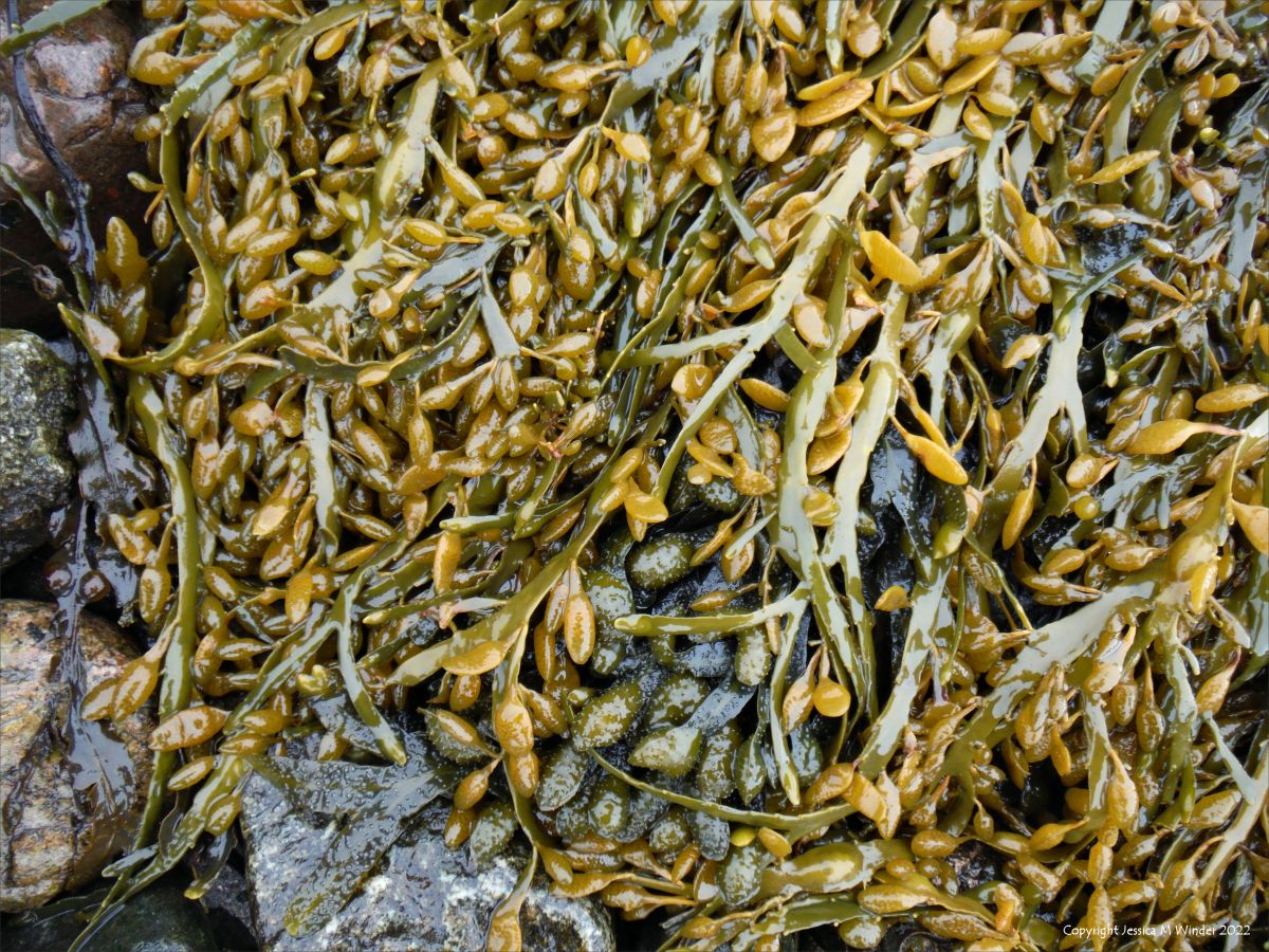 Seaweed Textures GB 1-6 – Jessica's Nature Blog